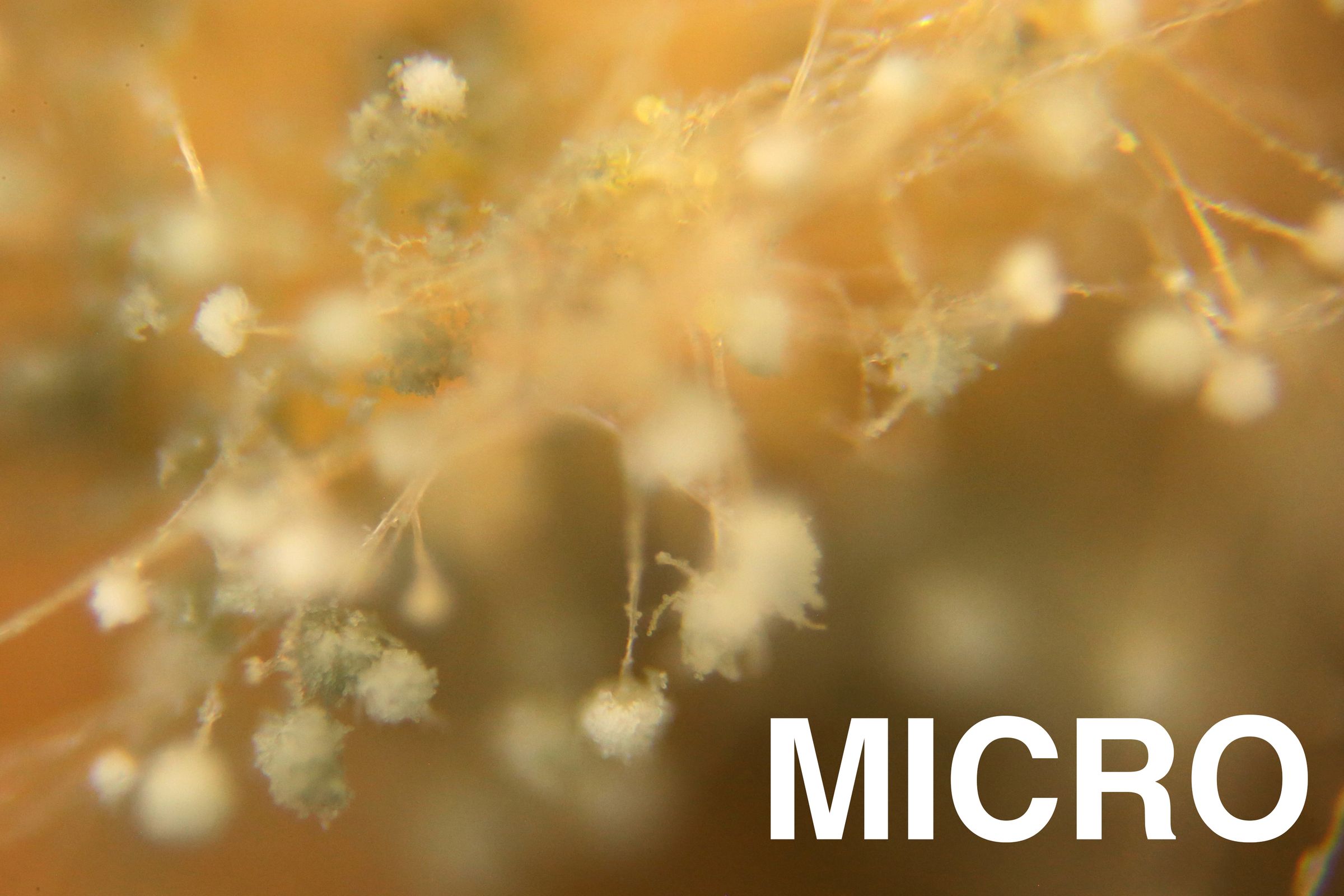 DSLR Microphotography : 12 Steps (with Pictures) - Instructables