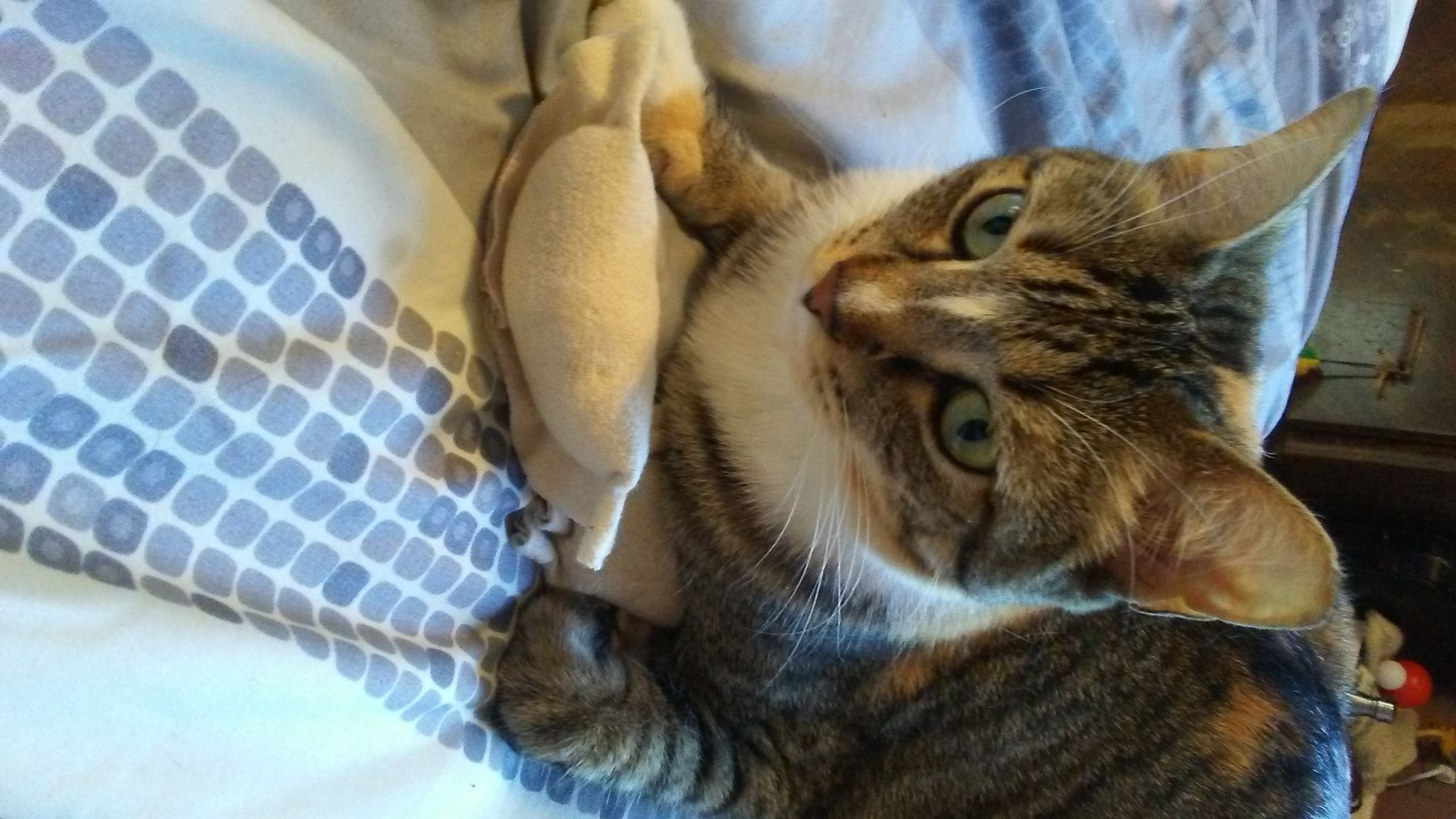 Easy Catnip Dumpling Toy : 6 Steps (with Pictures) - Instructables