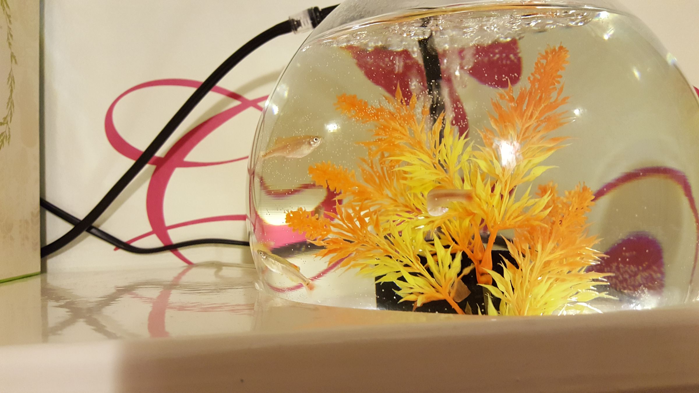 FiSHELF - the Fish Bowl Book Shelf : 7 Steps (with Pictures ...