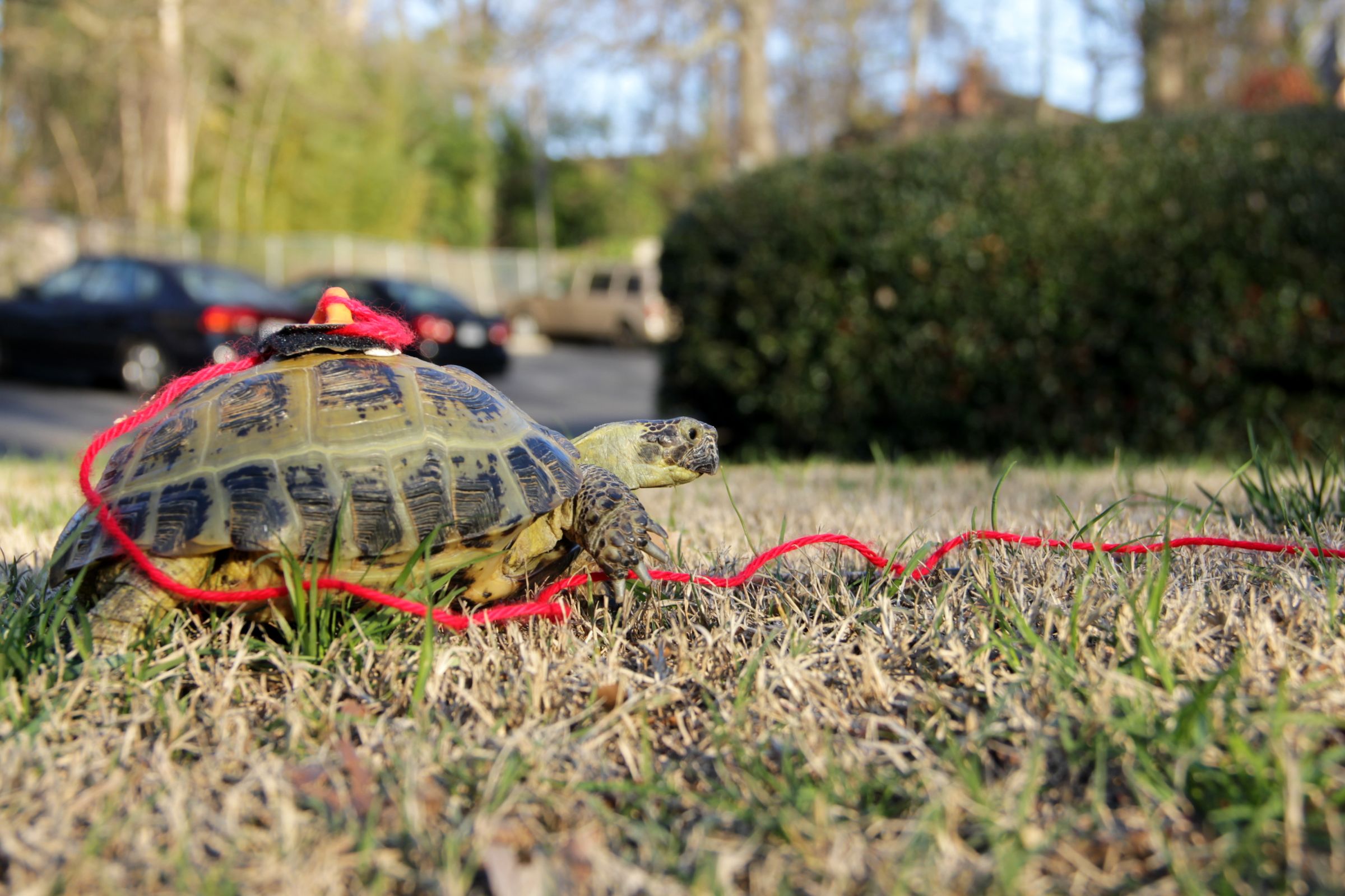 Tortoise Tracker (Analogue Version) : 5 Steps (with Pictures ...