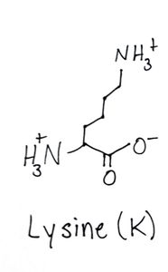 How to Draw Peptide Chains : 18 Steps (with Pictures) - Instructables