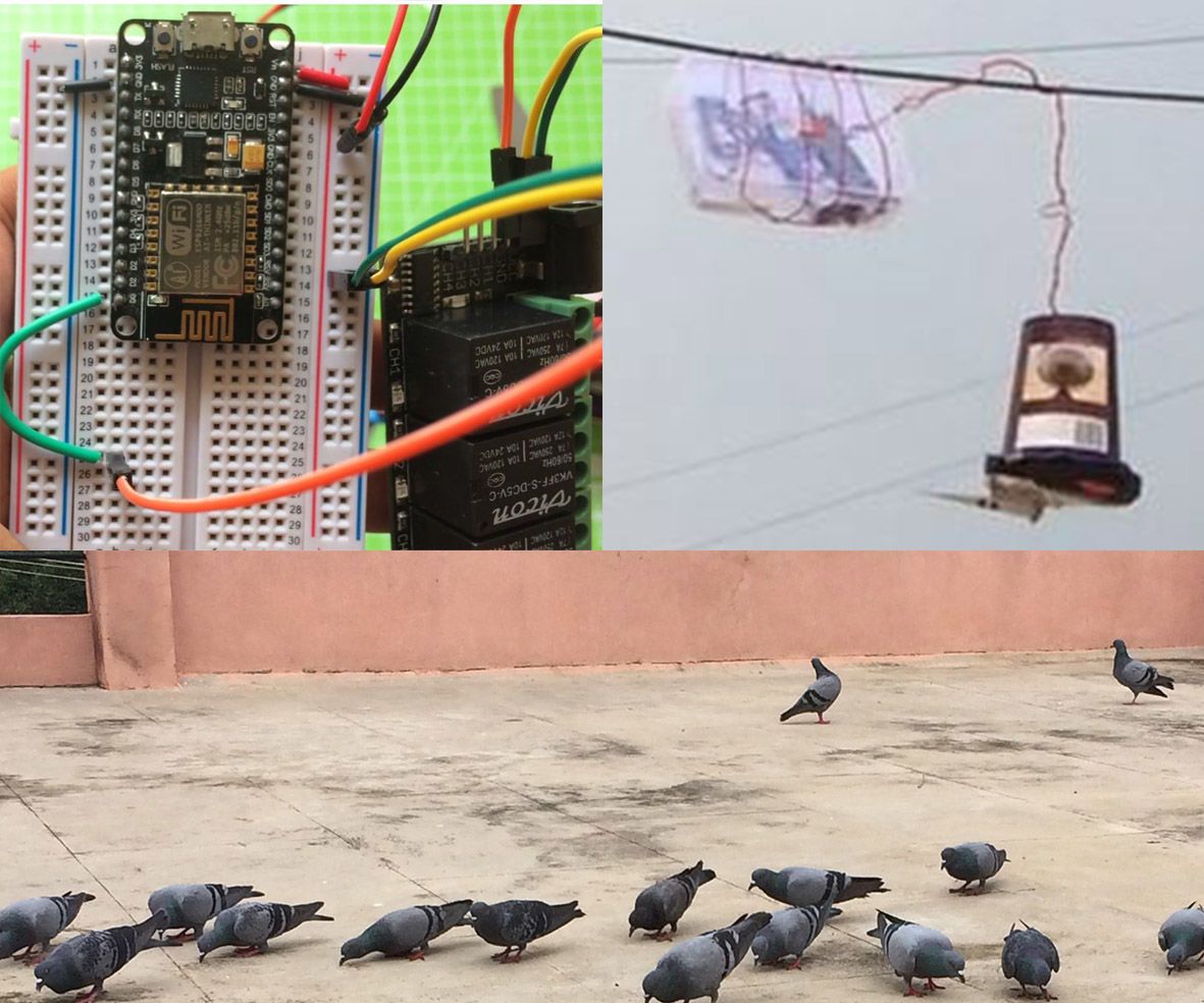10$ Timer Based Automatic Pigeon Feeder Using NodeMCU. : 6 Steps (with ...