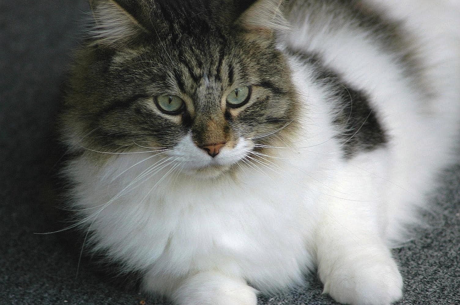 How to Lolcat - Instructables