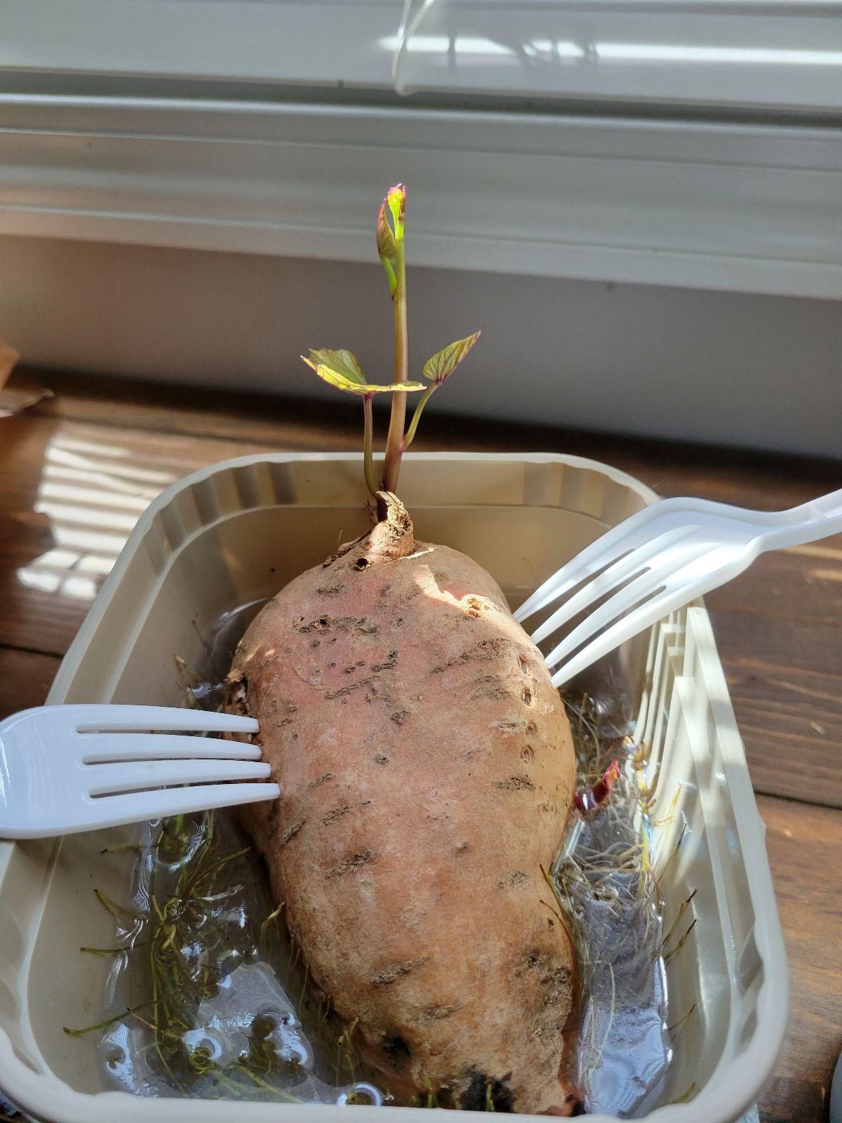Growing Sweet Potatoes From Sprouting Potatoes : 4 Steps - Instructables