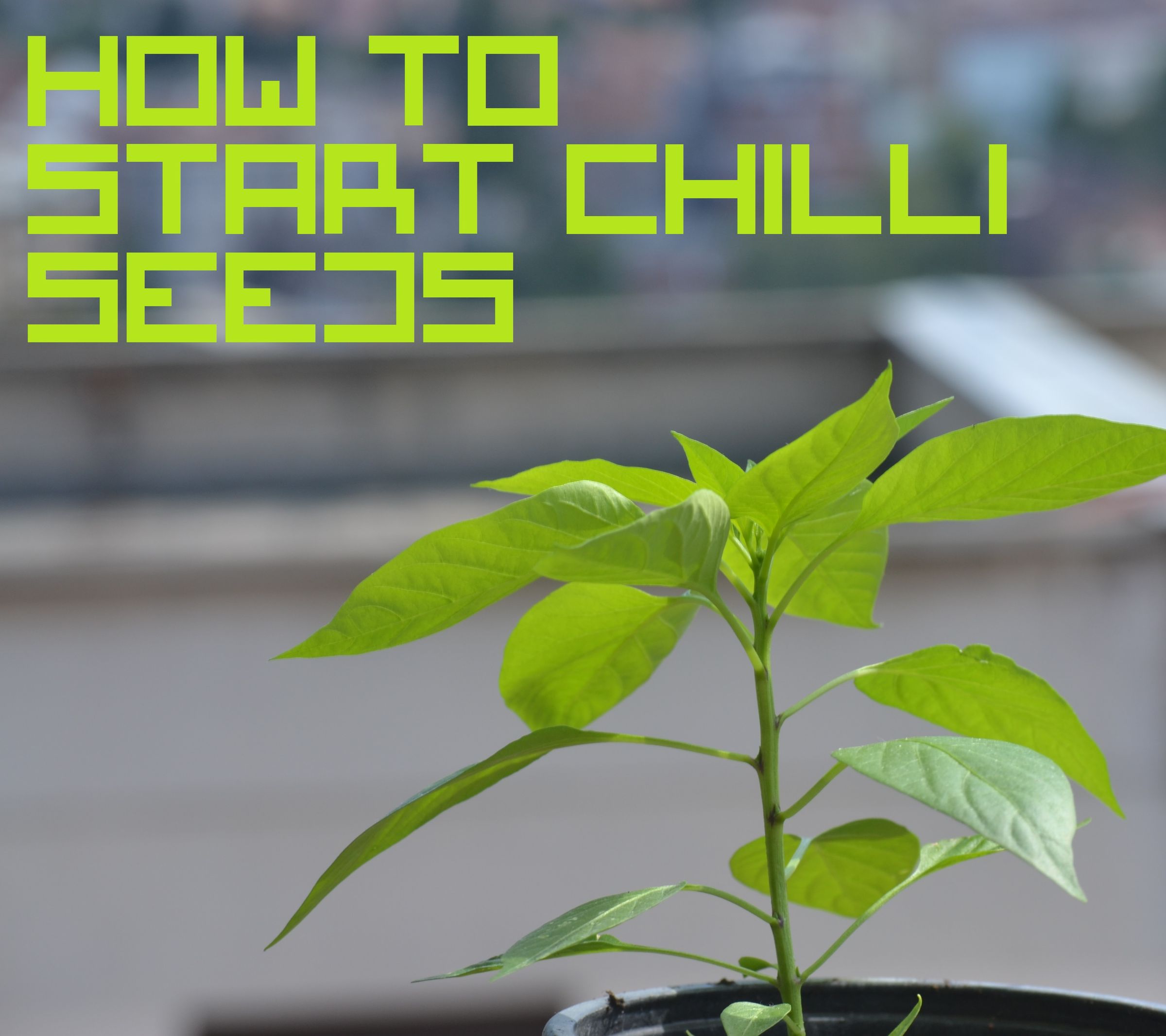 How to Start Chilli Seeds : 5 Steps - Instructables