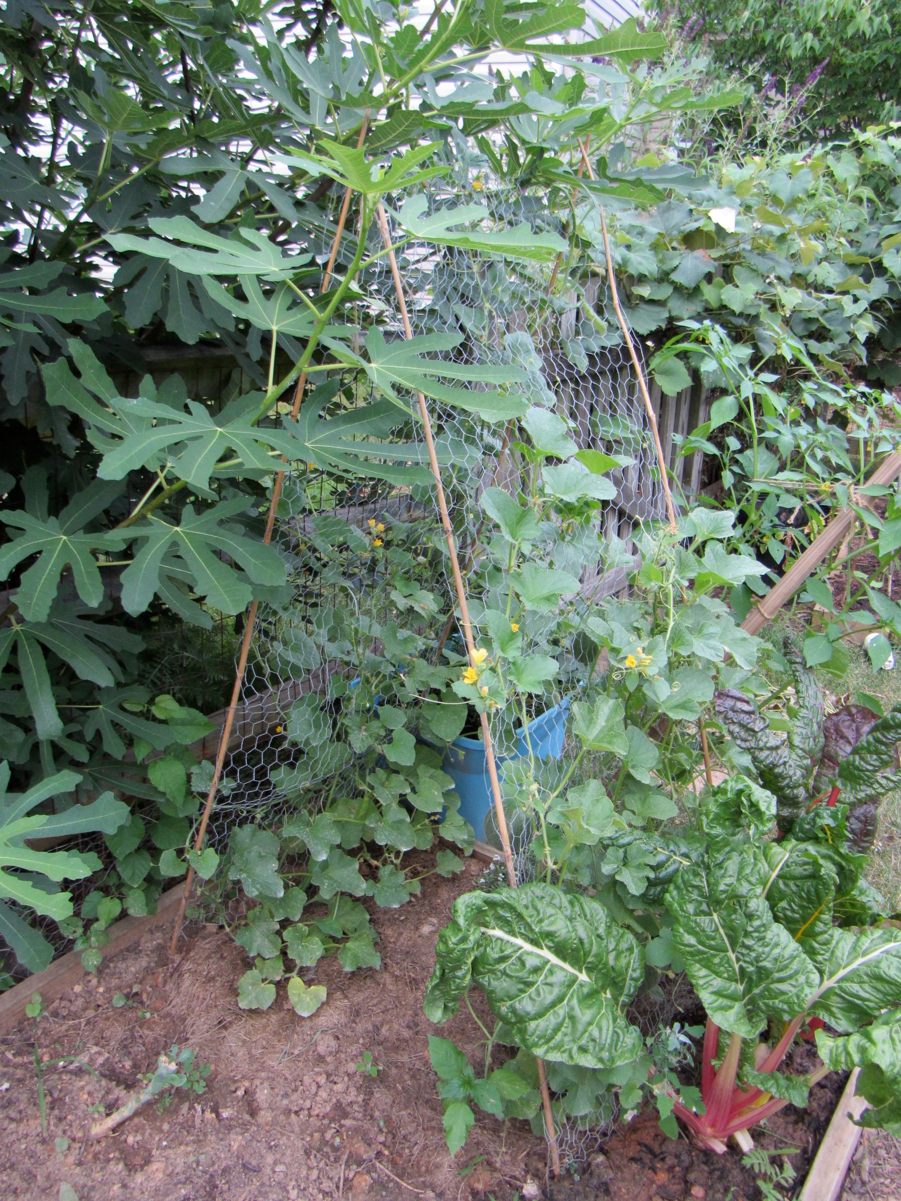 How to Build a Low Cost Vegetable Garden Trellis : 5 Steps (with ...