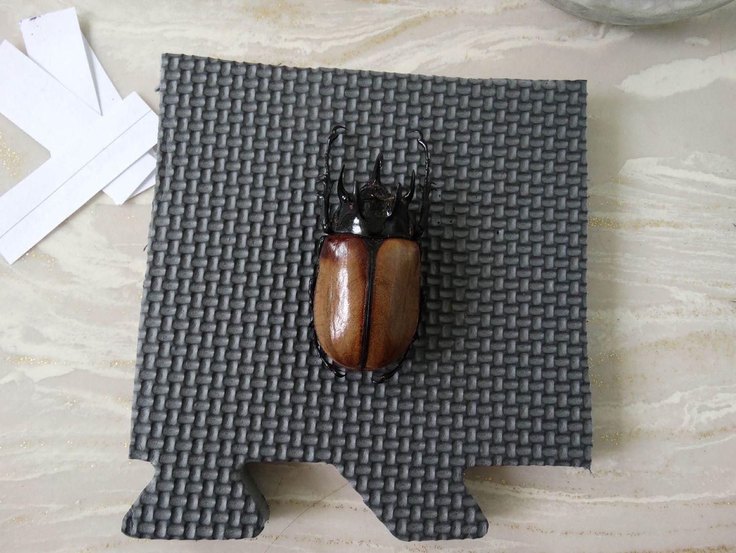 Preparing and Gilding a Real Insect : 10 Steps (with Pictures ...