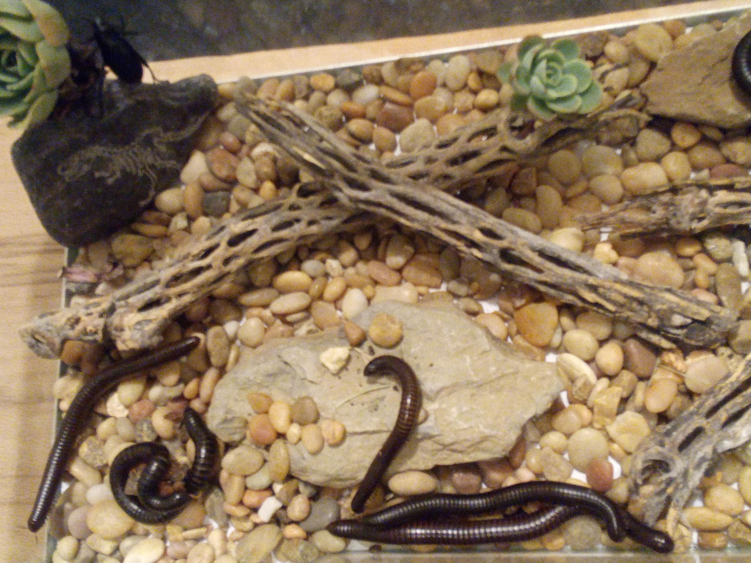 Victorian Insectarium : 18 Steps (with Pictures) - Instructables