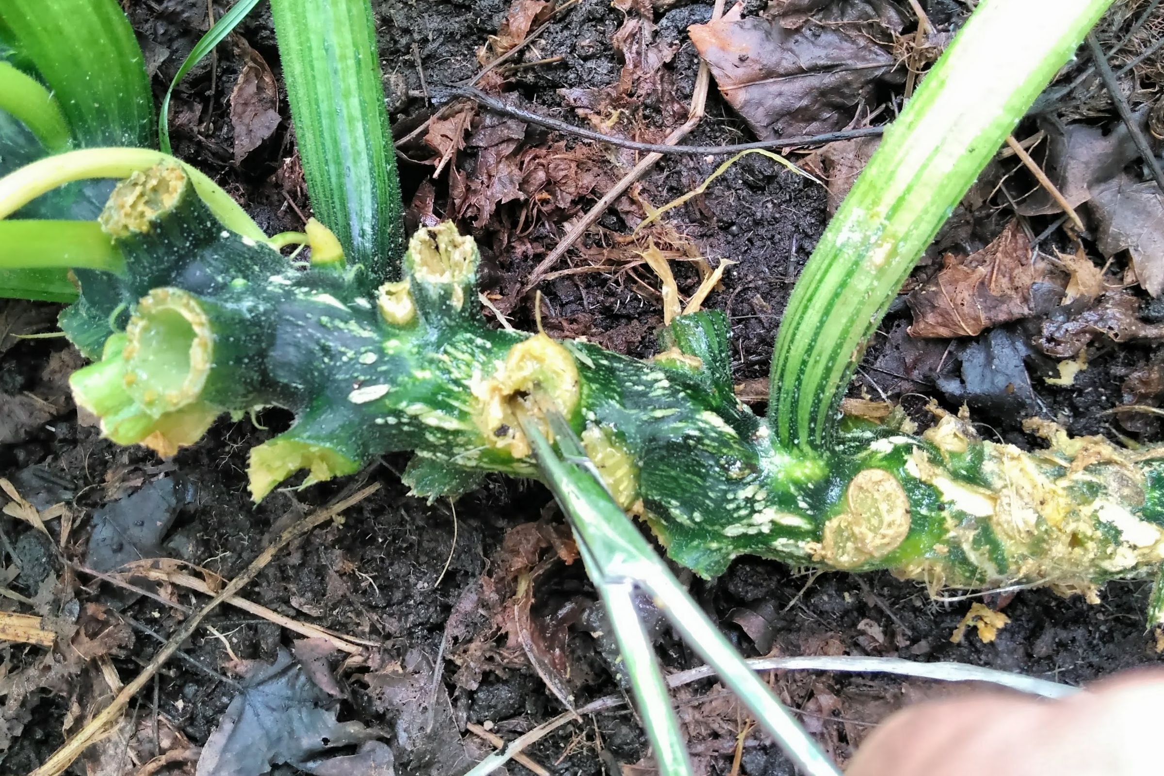 How to Hunt Vine Borers : 17 Steps (with Pictures) - Instructables