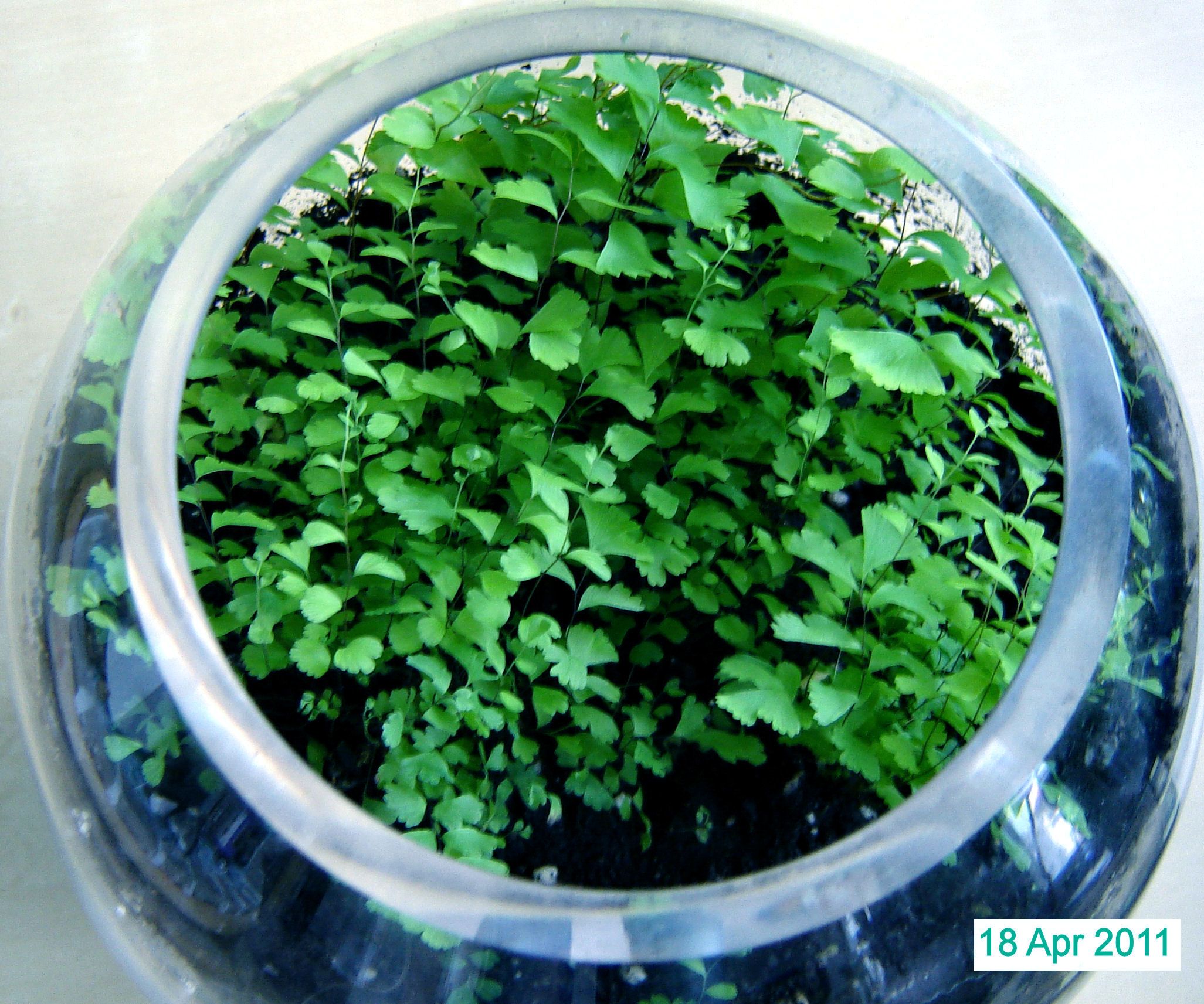 How to Grow Ferns From Spores (with Pictures) - Instructables