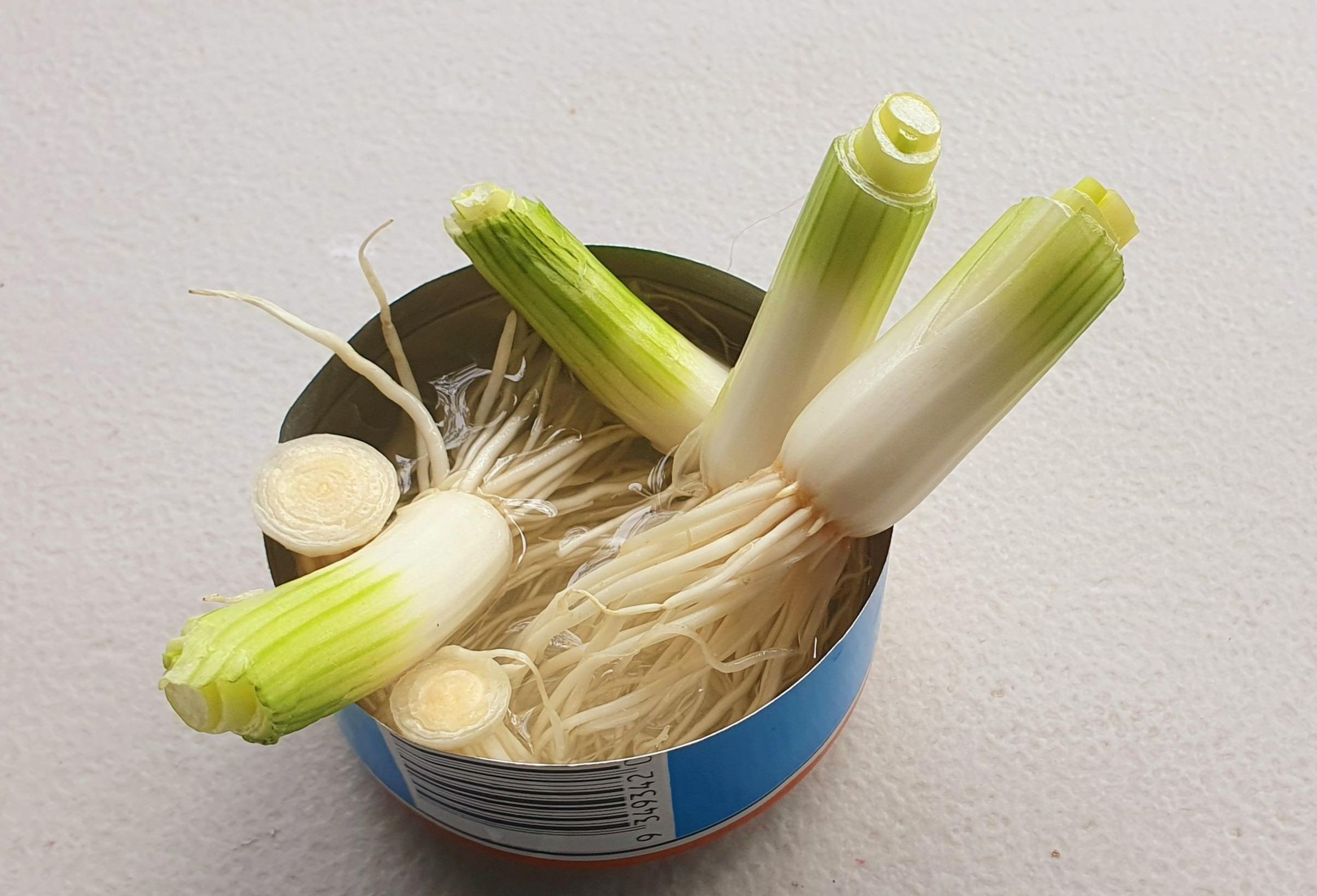 Re-growing Spring Onions : 8 Steps (with Pictures) - Instructables