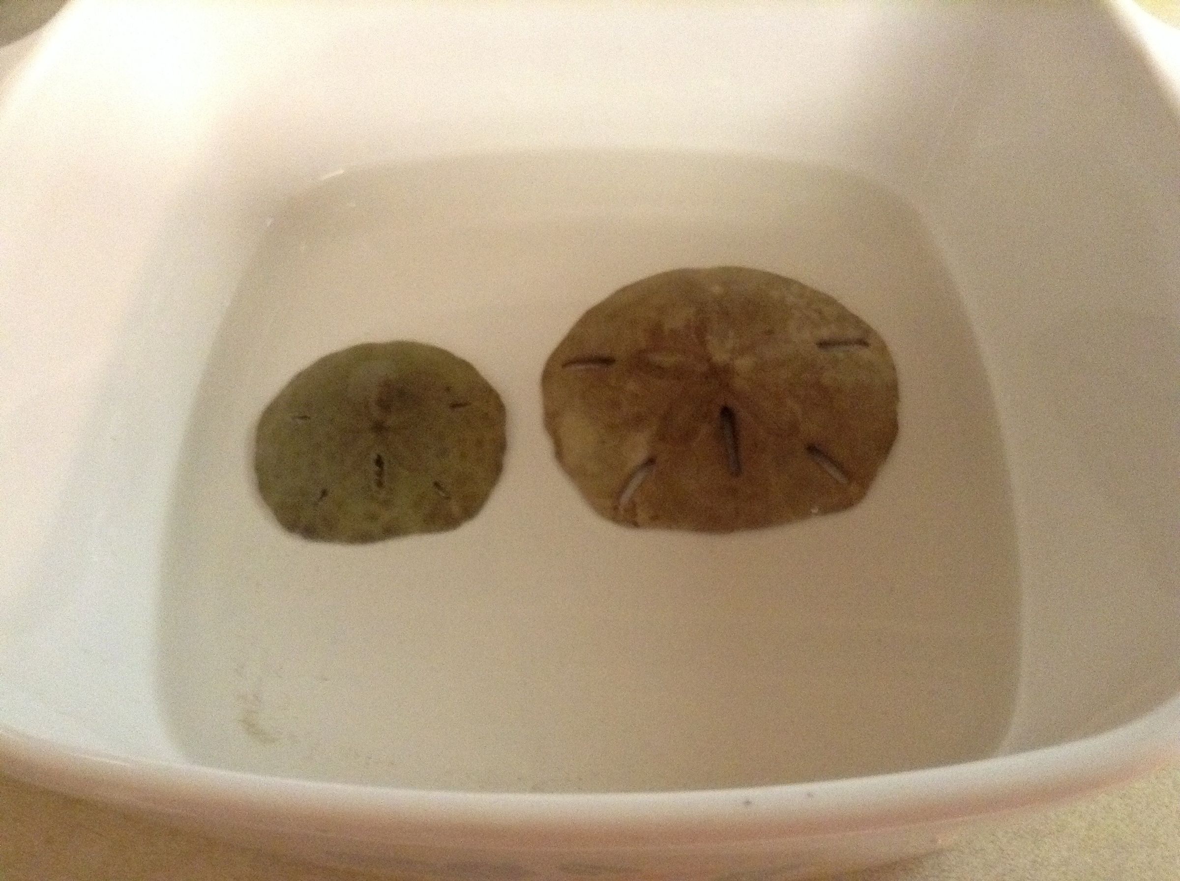 How to Clean Sand Dollars : 4 Steps (with Pictures) - Instructables
