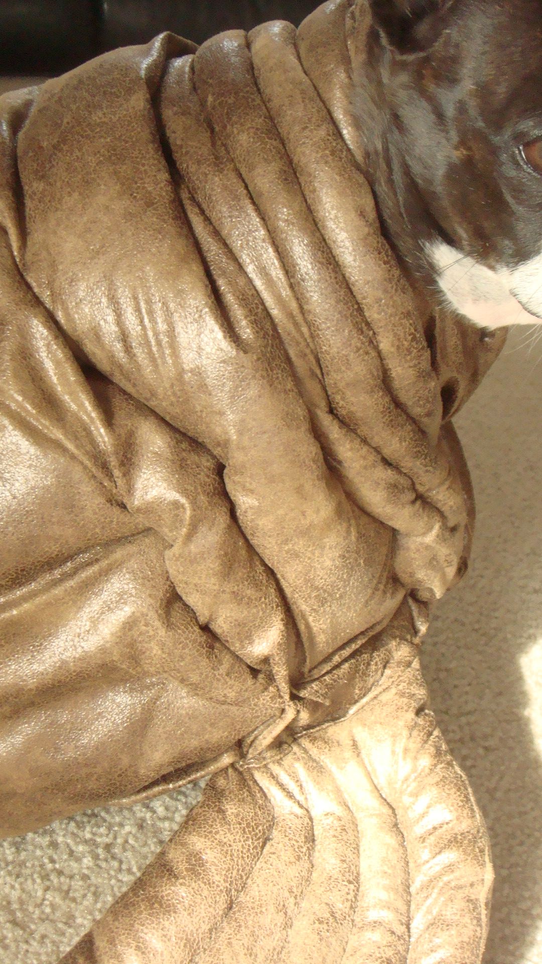 Tusk Walrus Suit