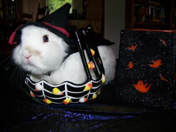 Draimans (my Rabbit) Warlock Costume! - Instructables