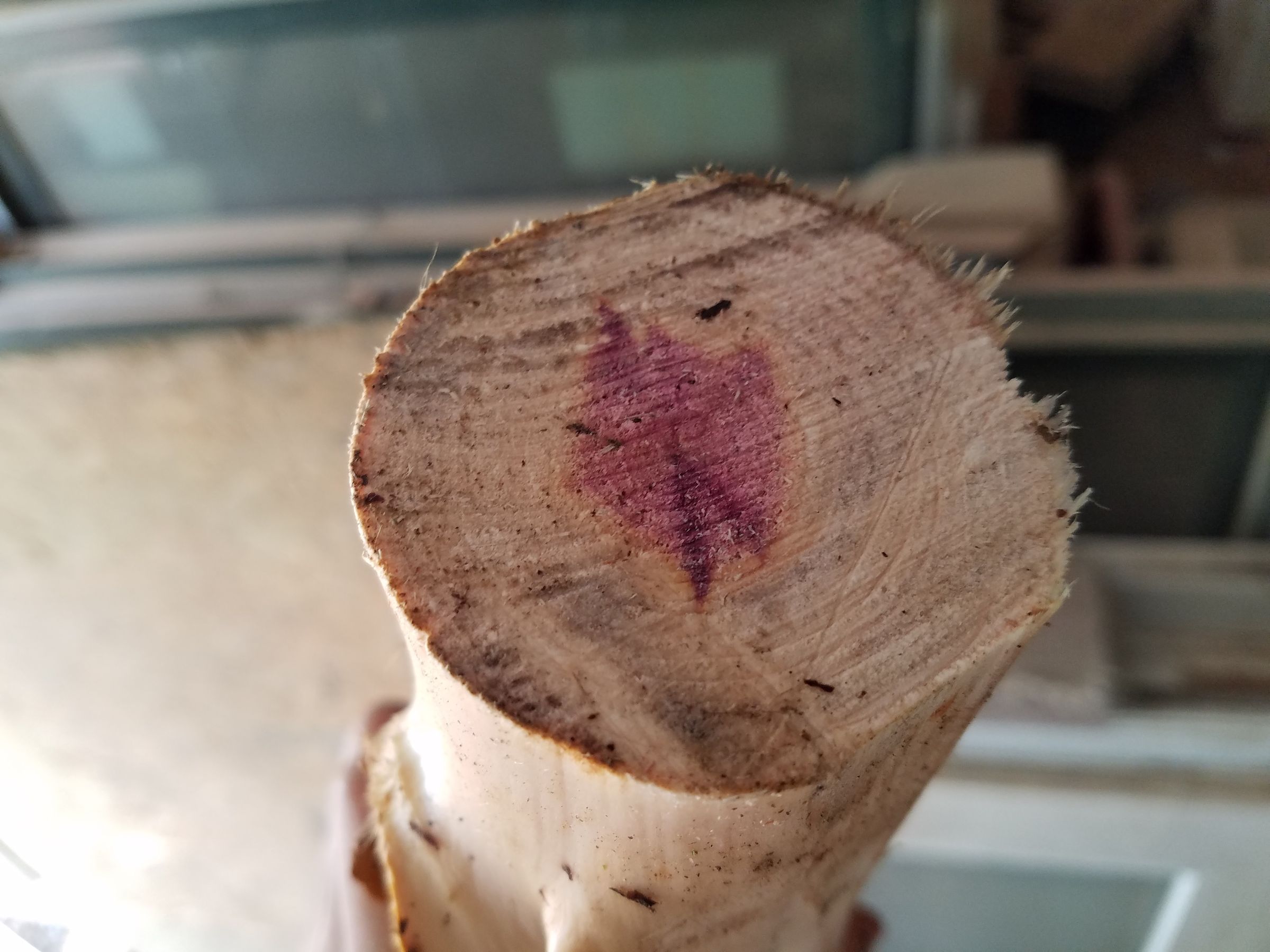 Turning Cedar Trees Into Walking Sticks : 12 Steps (with Pictures ...