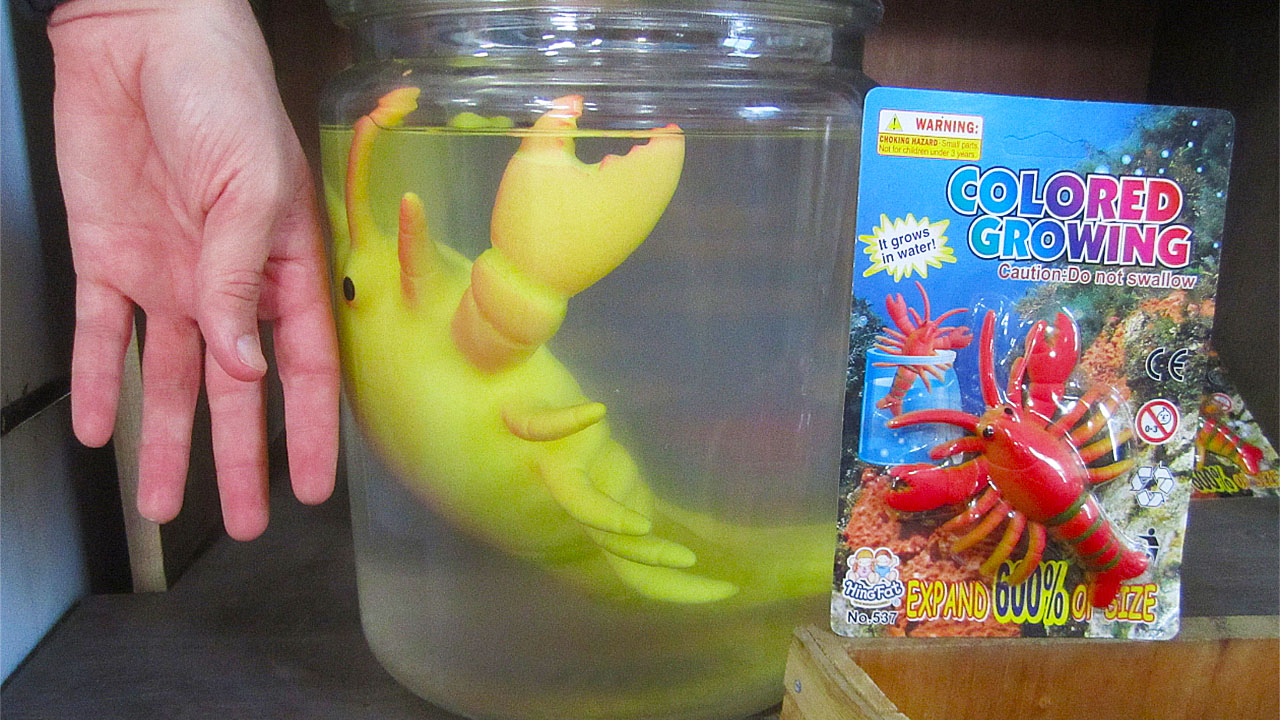 Amazing Diy Experiment | Growing Creatures : 5 Steps - Instructables