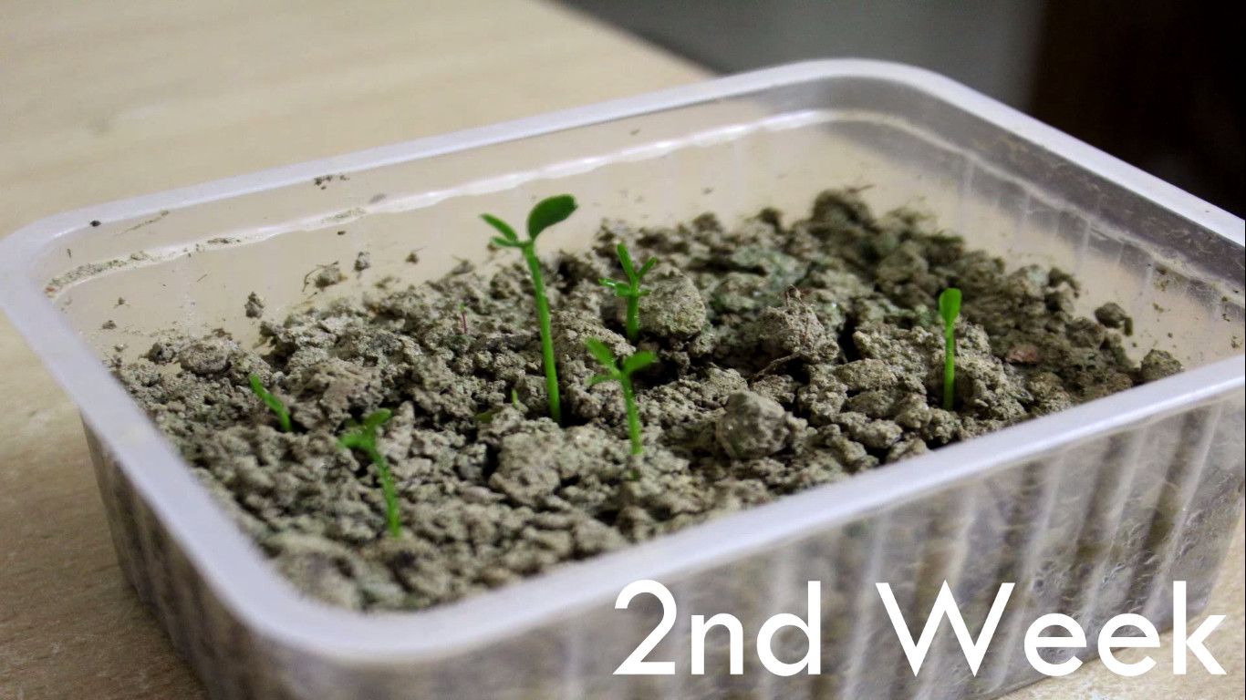 How to Grow Orange Tree From Seeds. Bottle Germination Method. Work ...