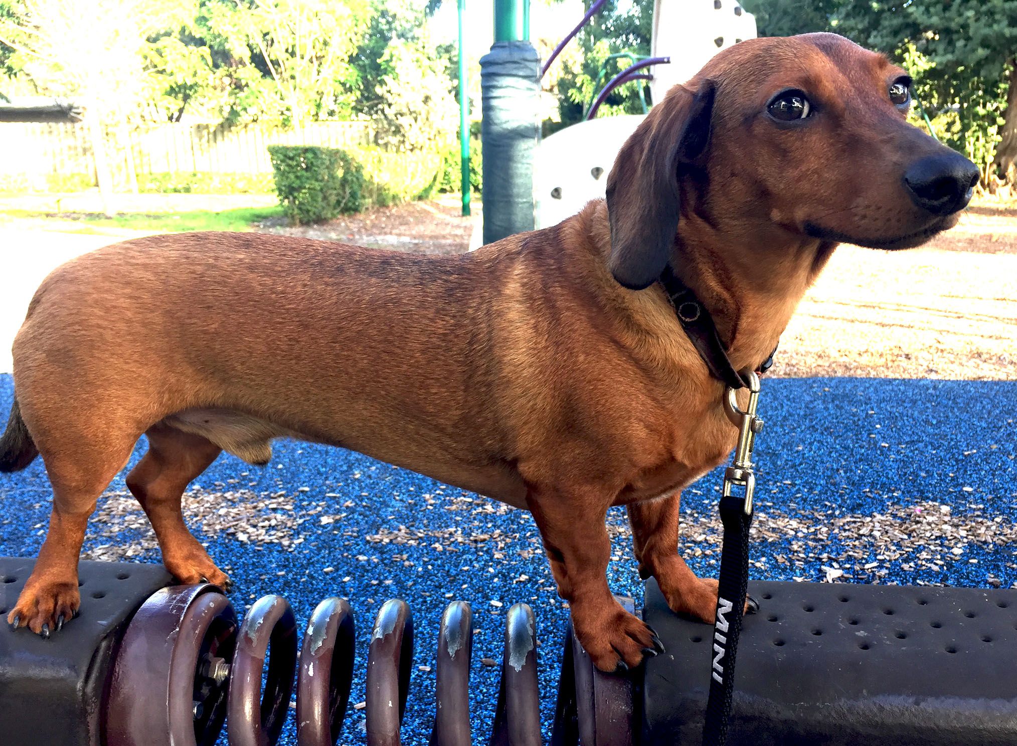 Bespoke Wiener Dog Coat : 8 Steps (with Pictures) - Instructables