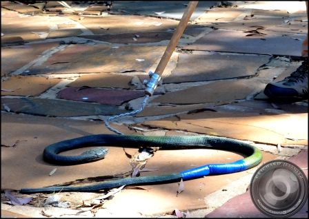 How to Safely Catch a Snake : 6 Steps (with Pictures) - Instructables