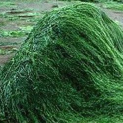 Algae Experiment - Instructables