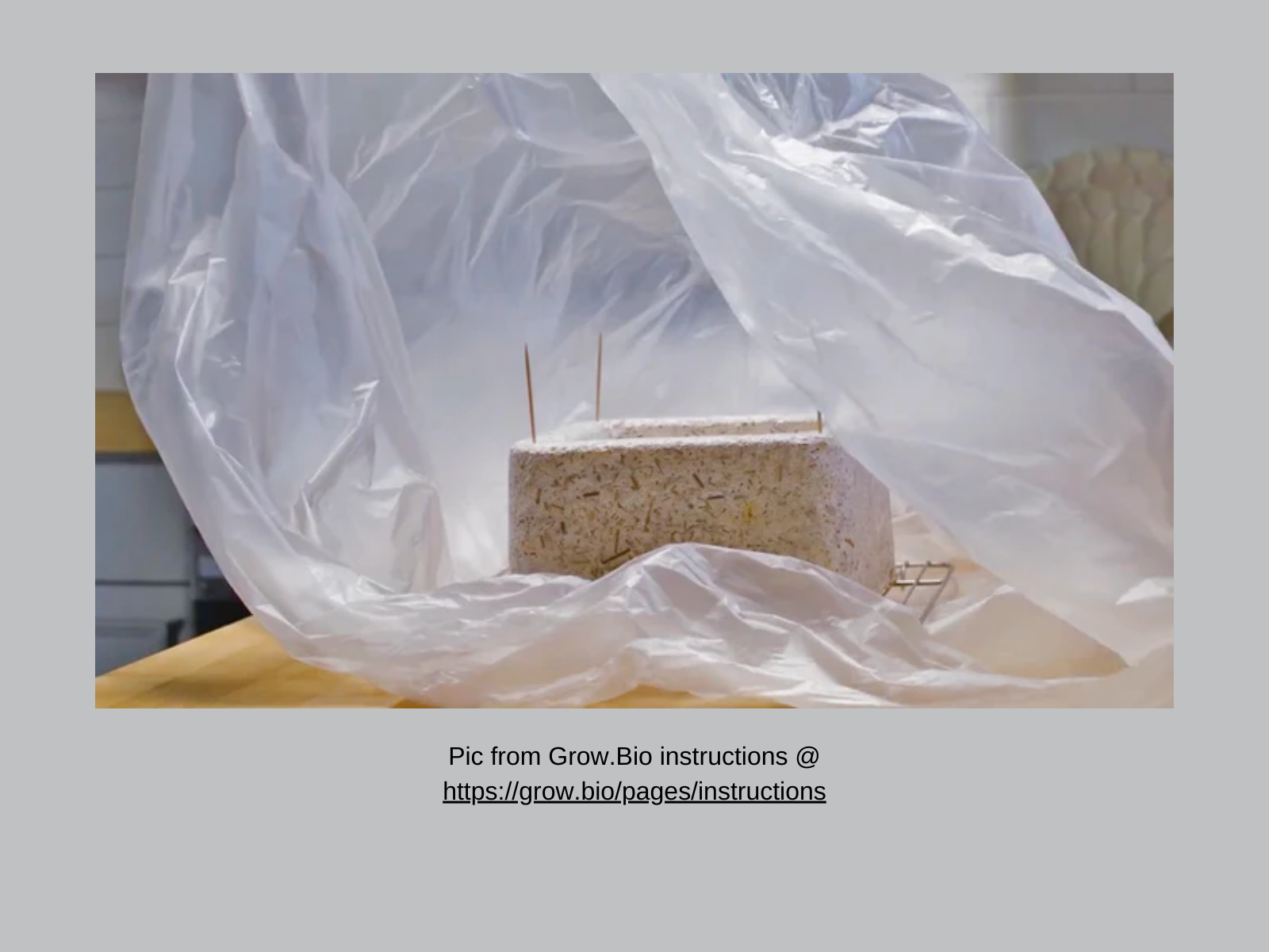 Growing Mycelium in the Classroom and Making Stuff With It ...