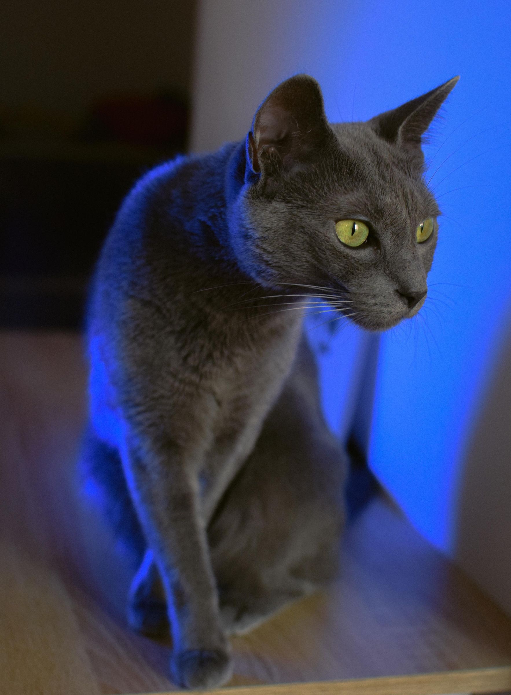 Build a Pocket RGB LED Light for Your Home Photo Studio : 5 Steps (with ...