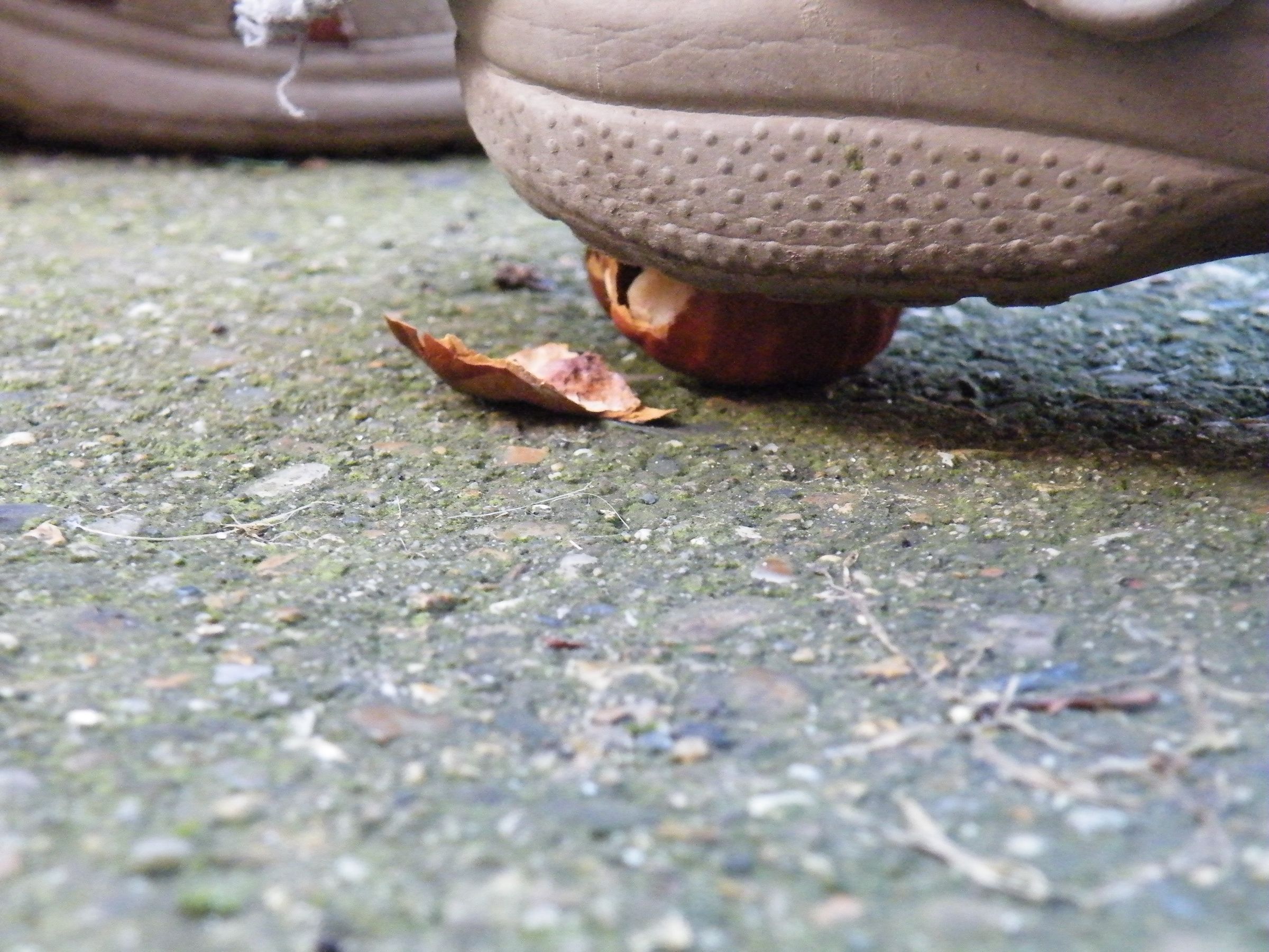 How to Play Conkers. : 7 Steps (with Pictures) - Instructables