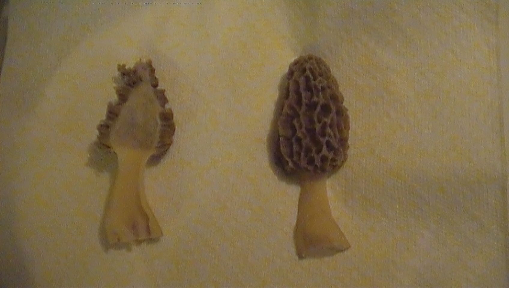 What Is Dry Land Fish(morels) : 6 Steps - Instructables