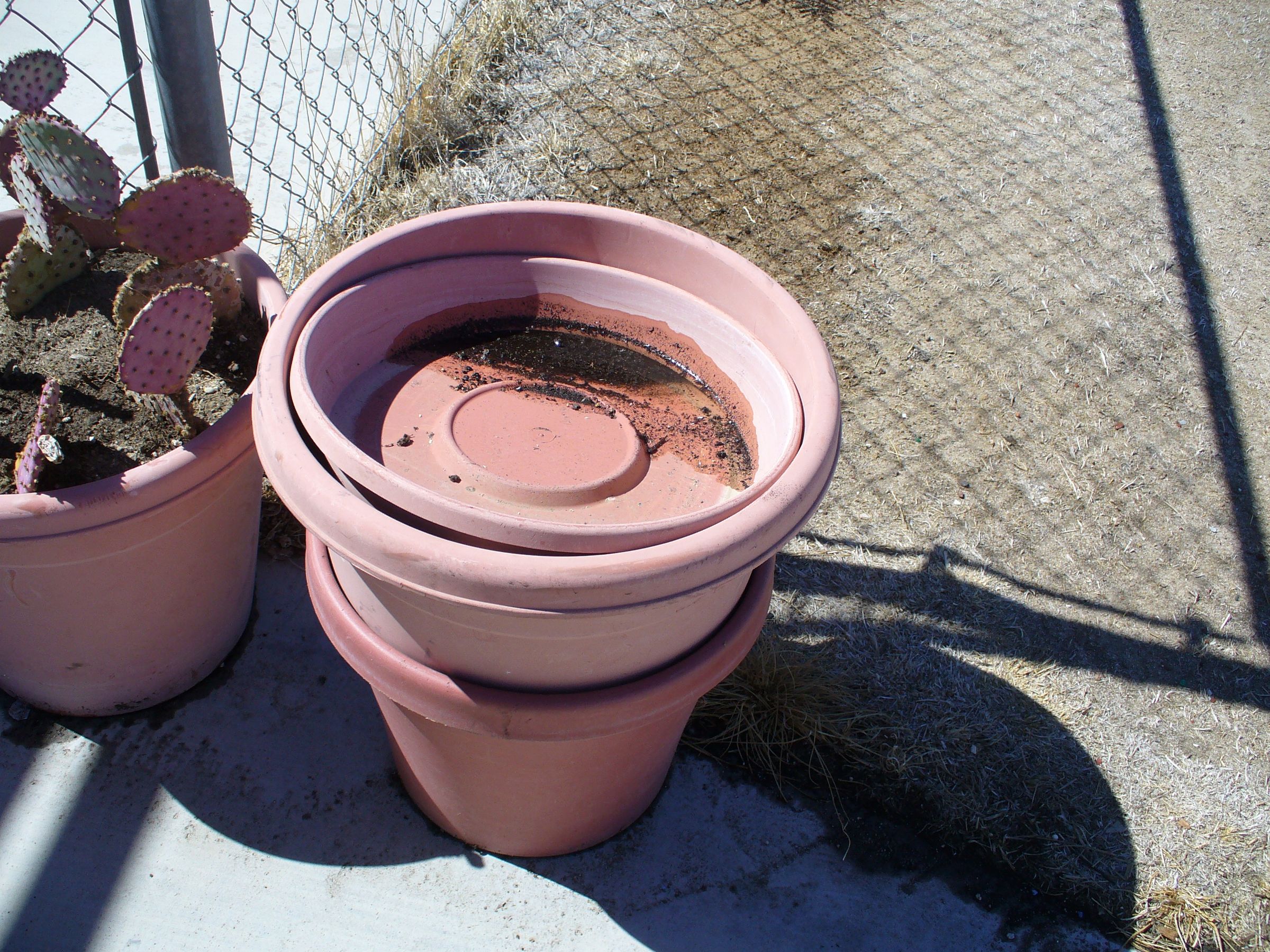 How to Make a Cactus Container Garden : 4 Steps - Instructables