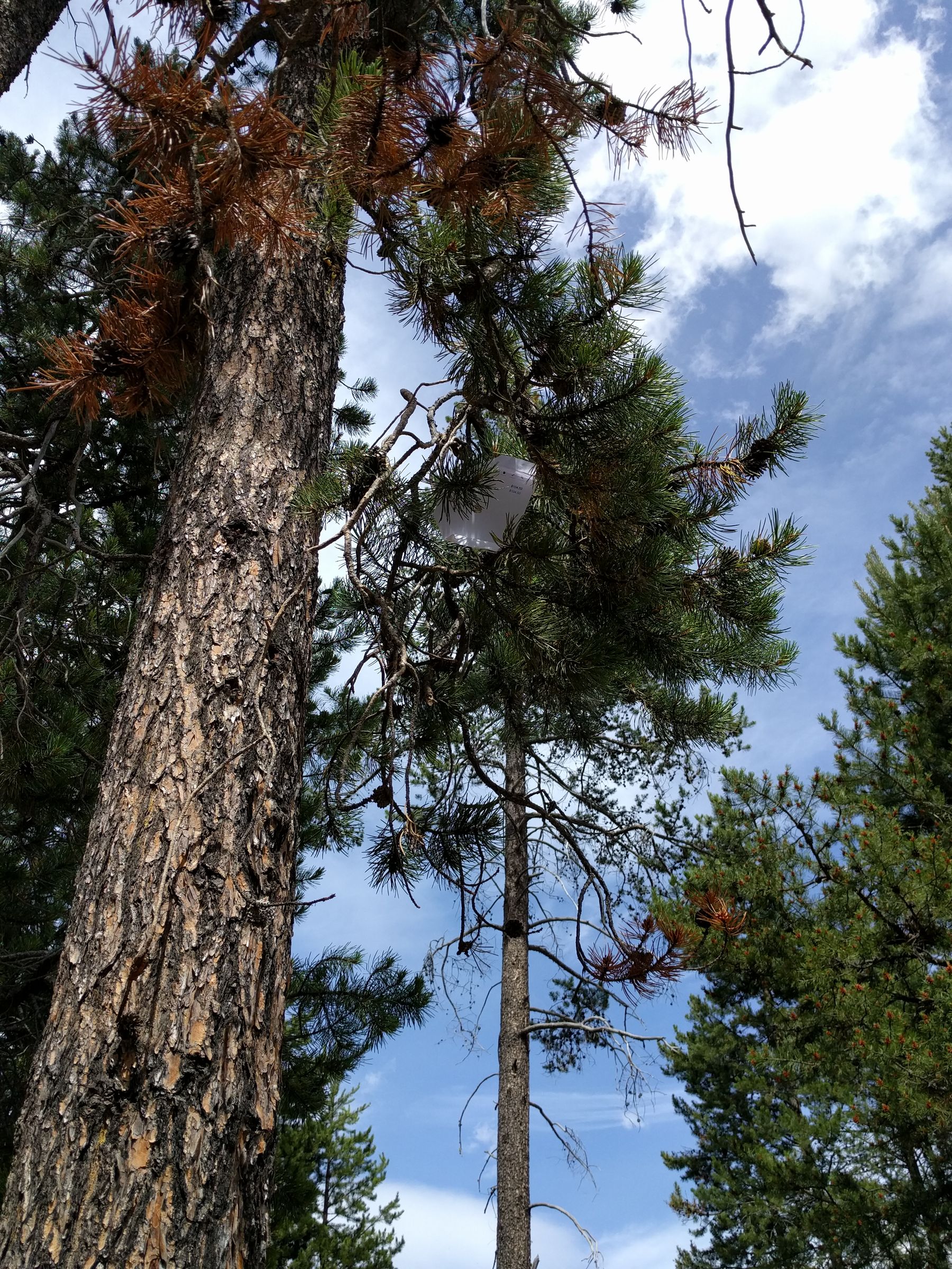 DIY Ultimate Paper Glider : 6 Steps (with Pictures) - Instructables