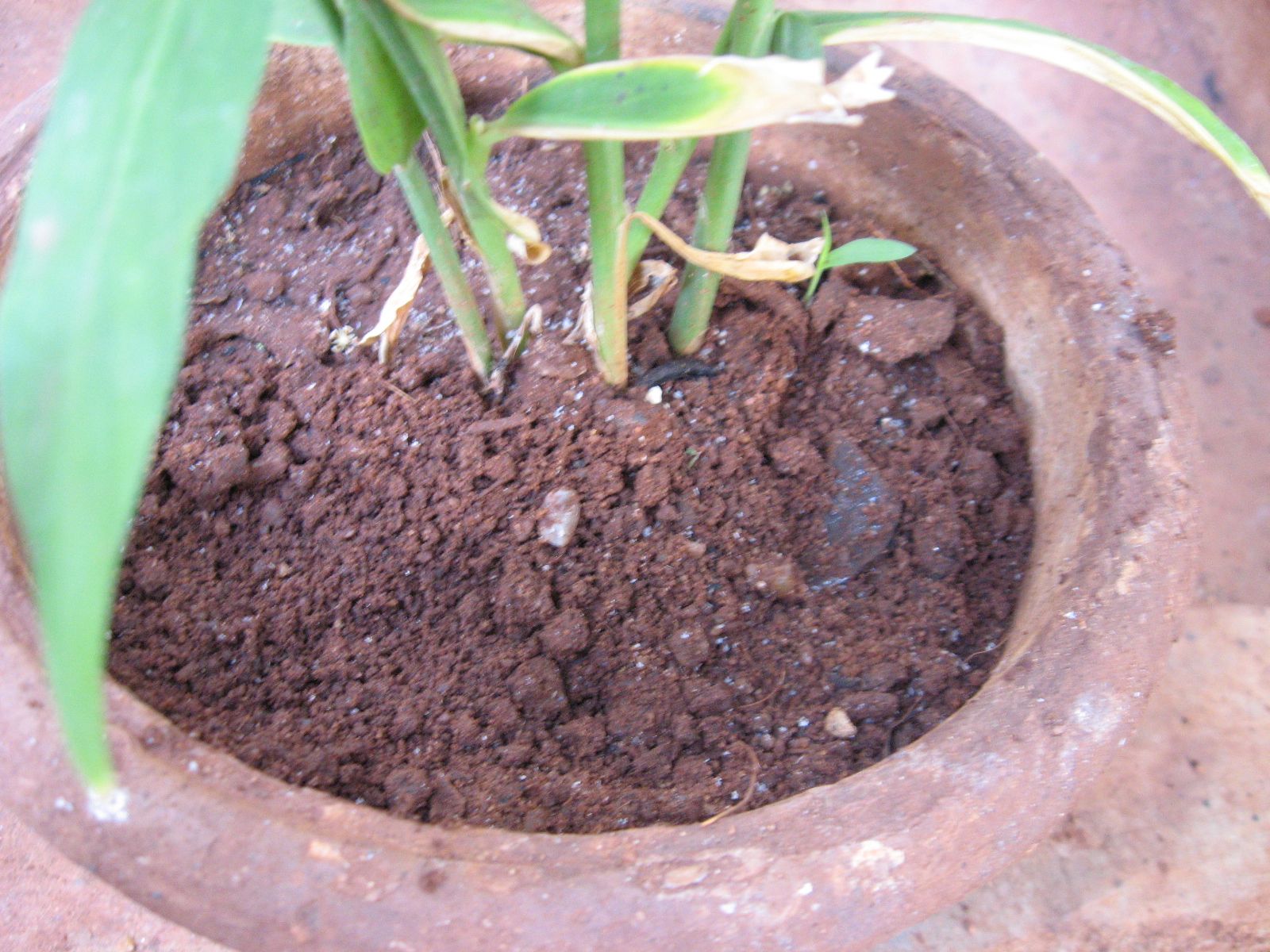 Growing Ginger in Pots at Home : 4 Steps (with Pictures) - Instructables