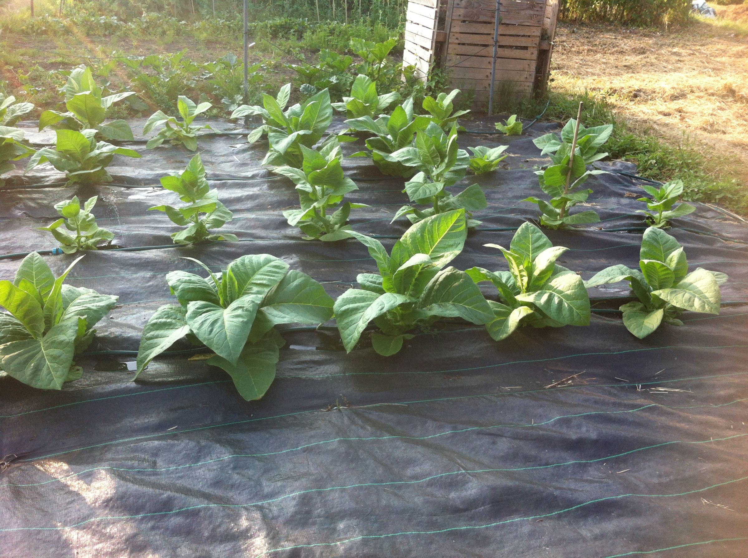 Growing Tobacco : 6 Steps (with Pictures) - Instructables