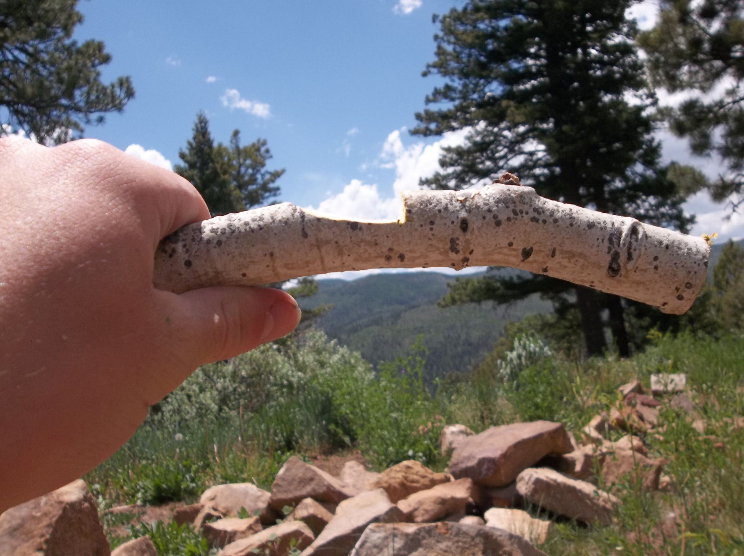 Paiute Deadfall Trap : 4 Steps (with Pictures) - Instructables