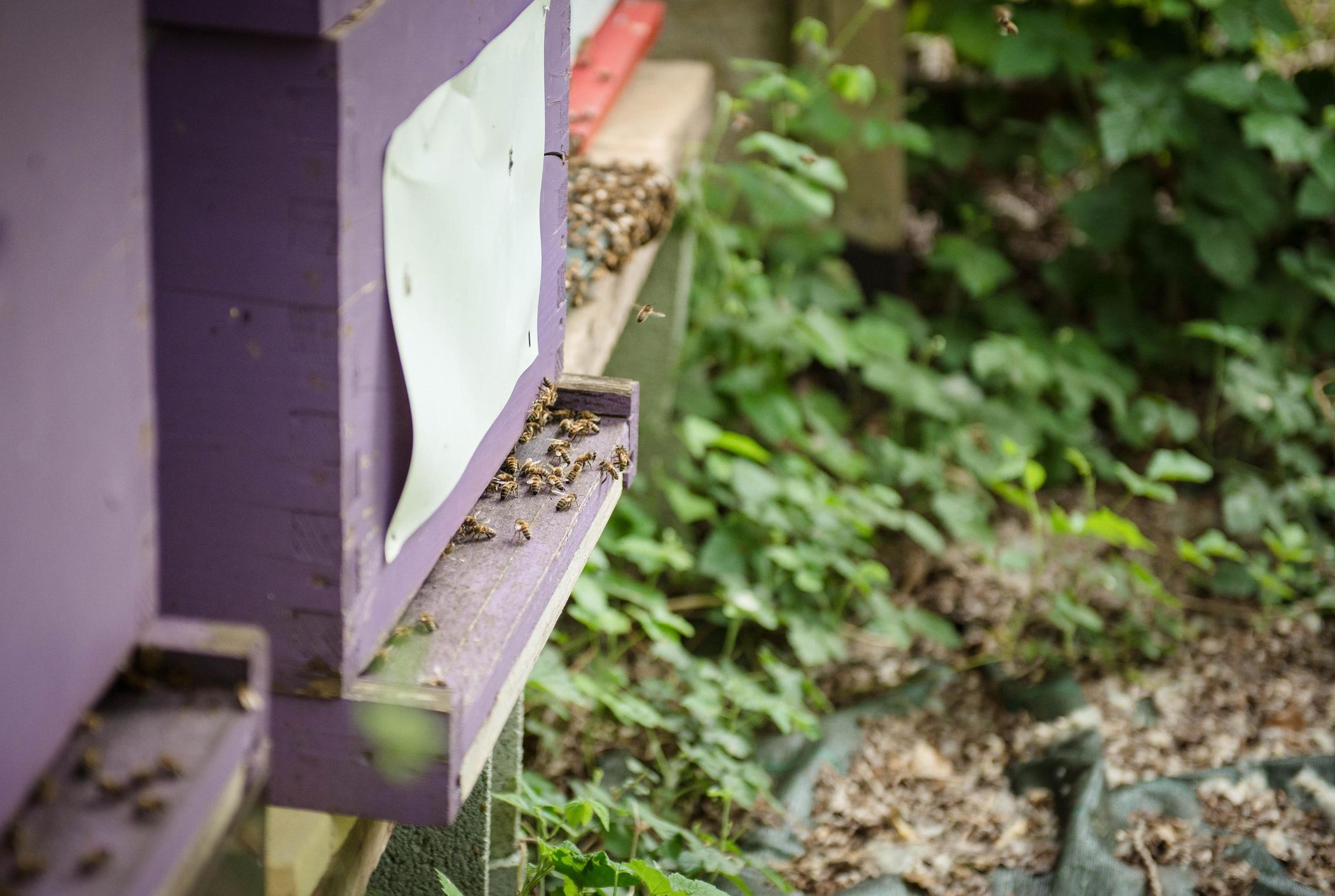 IOT BeeHive - Beehappy Project : 11 Steps (with Pictures) - Instructables