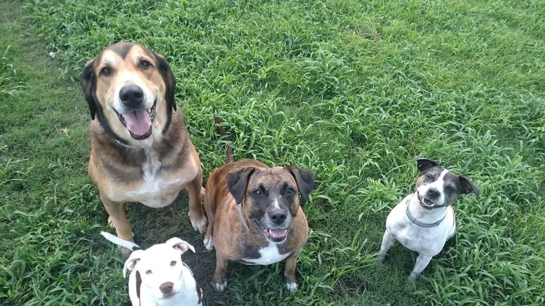 How to Train Your Dog to Sit _ Luring Method : 8 Steps - Instructables