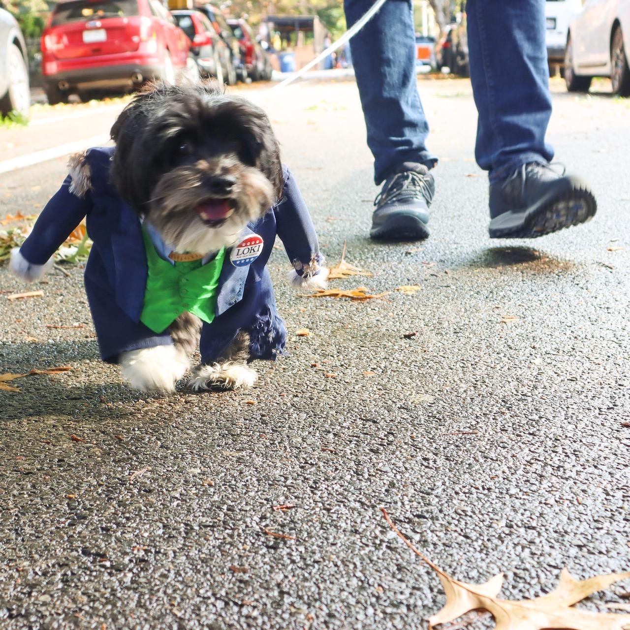 Loki Dog Cosplay: Loki for "PAW"sident : 25 Steps (with Pictures ...