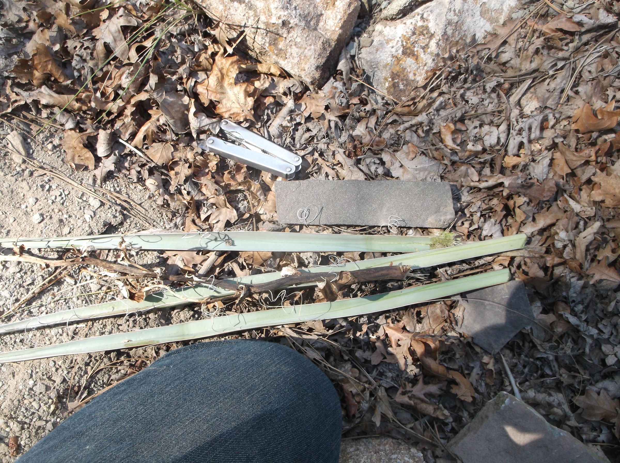 Processing Yucca Fibre With Primitive Tools : 6 Steps (with Pictures ...