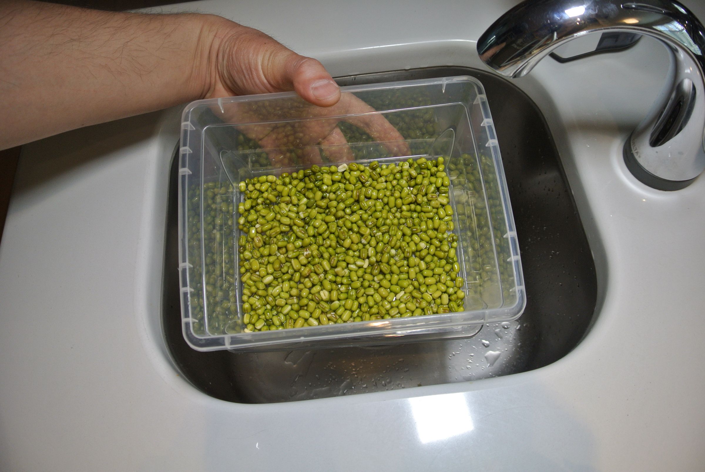 Growing Bean Sprouts : 7 Steps (with Pictures) - Instructables