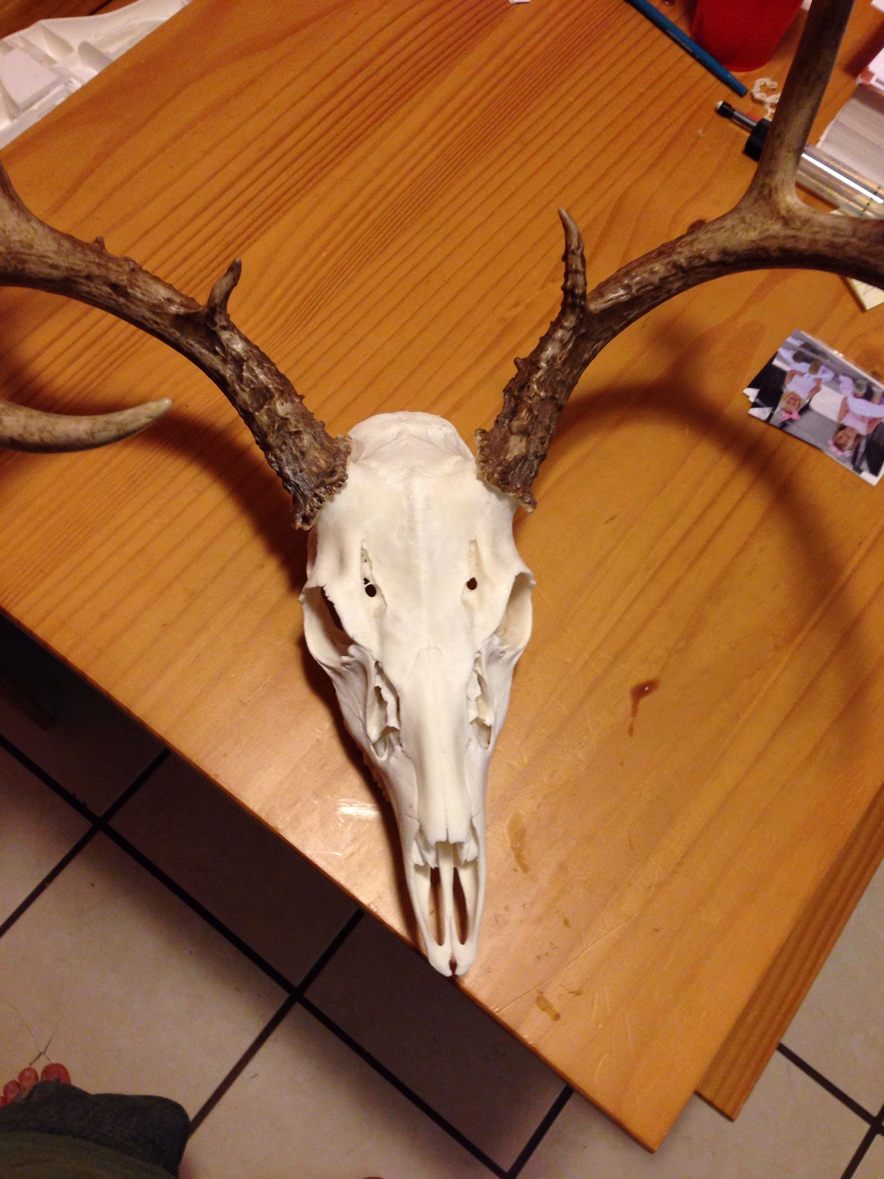 European Mounted Deer : 10 Steps - Instructables