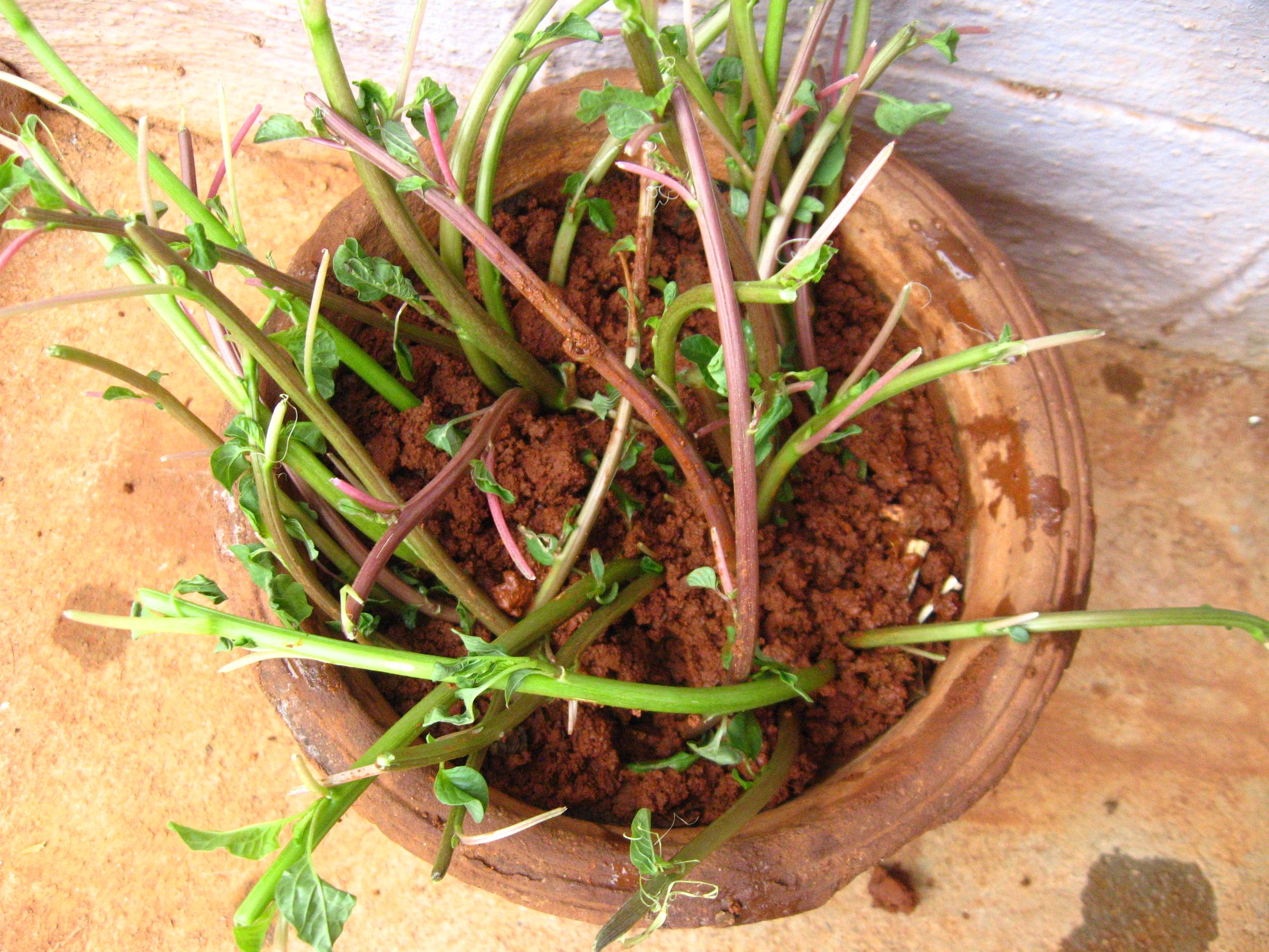 How to Grow Amaranth From Stems and Collect Seeds : 5 Steps (with ...