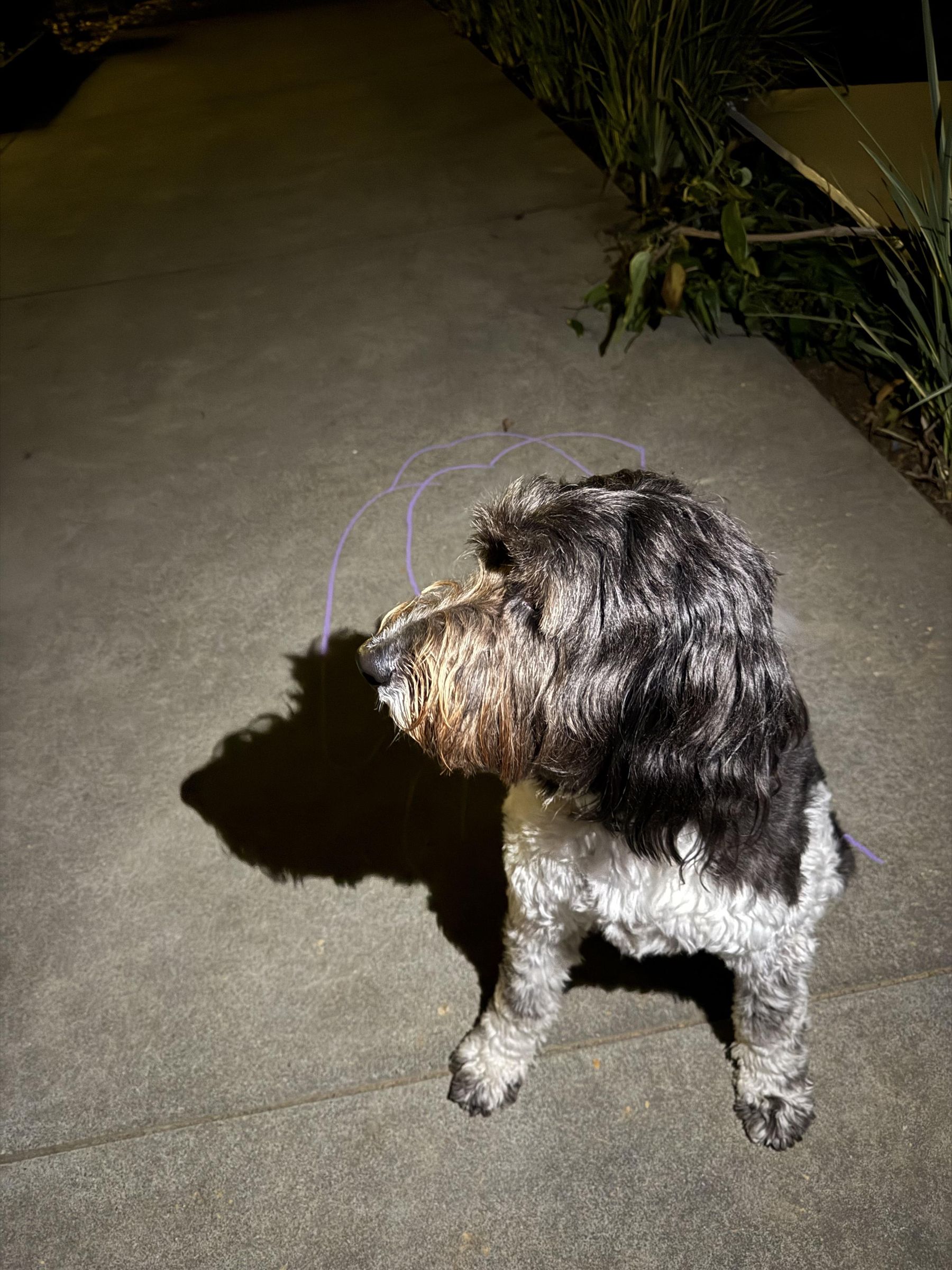 Shadow Activity for Students: "The Magic Shadow Show!" : 11 Steps ...