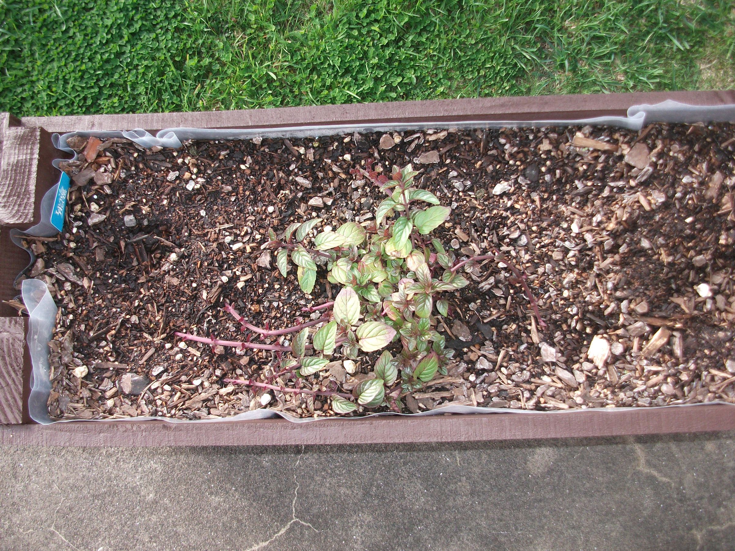 Pedestal Peppermint Patch Planter : 4 Steps (with Pictures) - Instructables