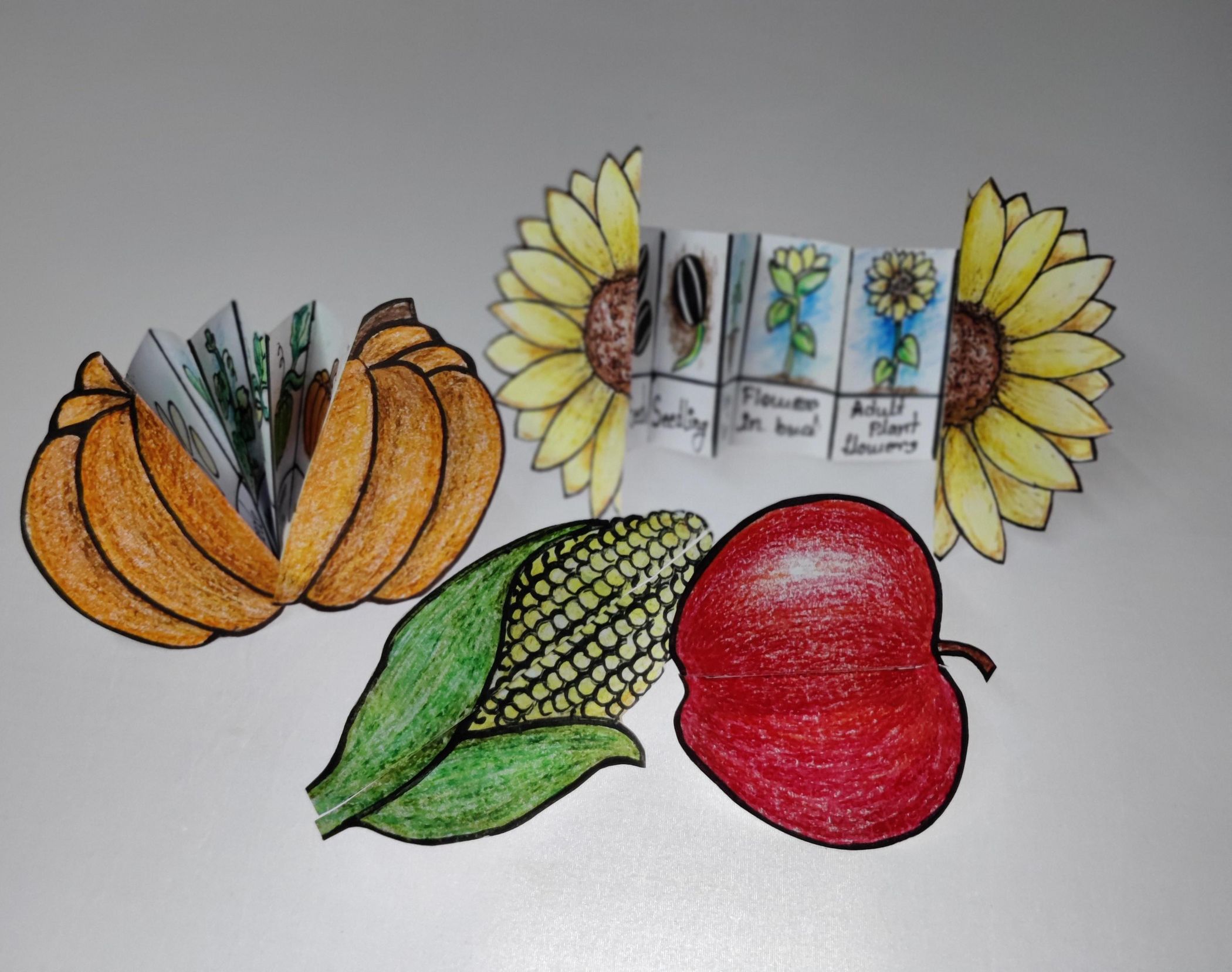 Fruity Fun: Exploring the Life Cycle of Fruits Through Origami and ...