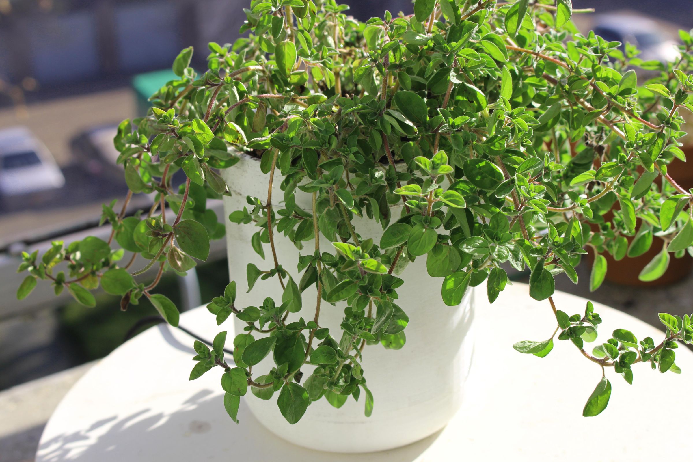 IoT Plant Pot : 8 Steps (with Pictures) - Instructables