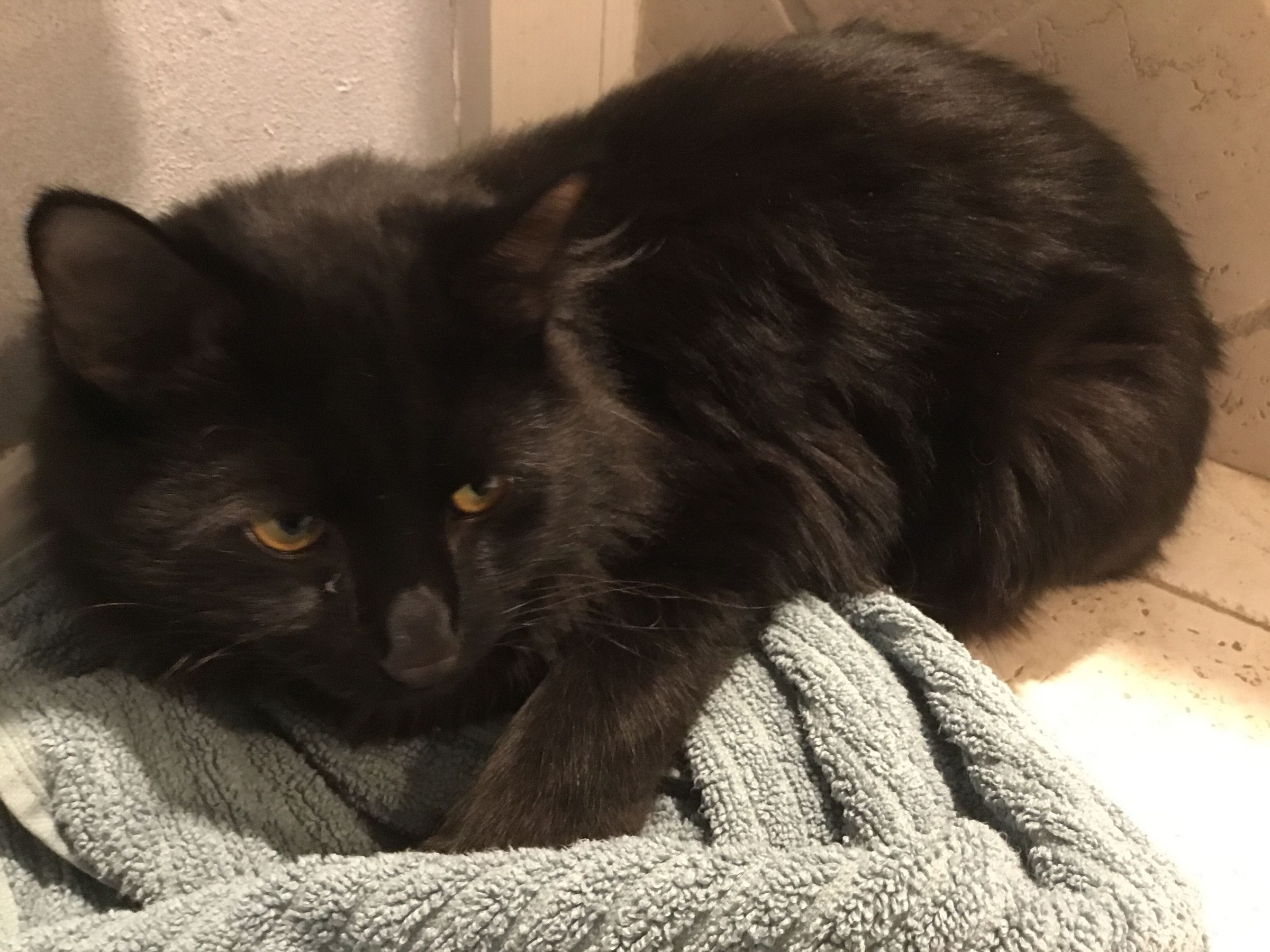 Cat Wall : 5 Steps (with Pictures) - Instructables