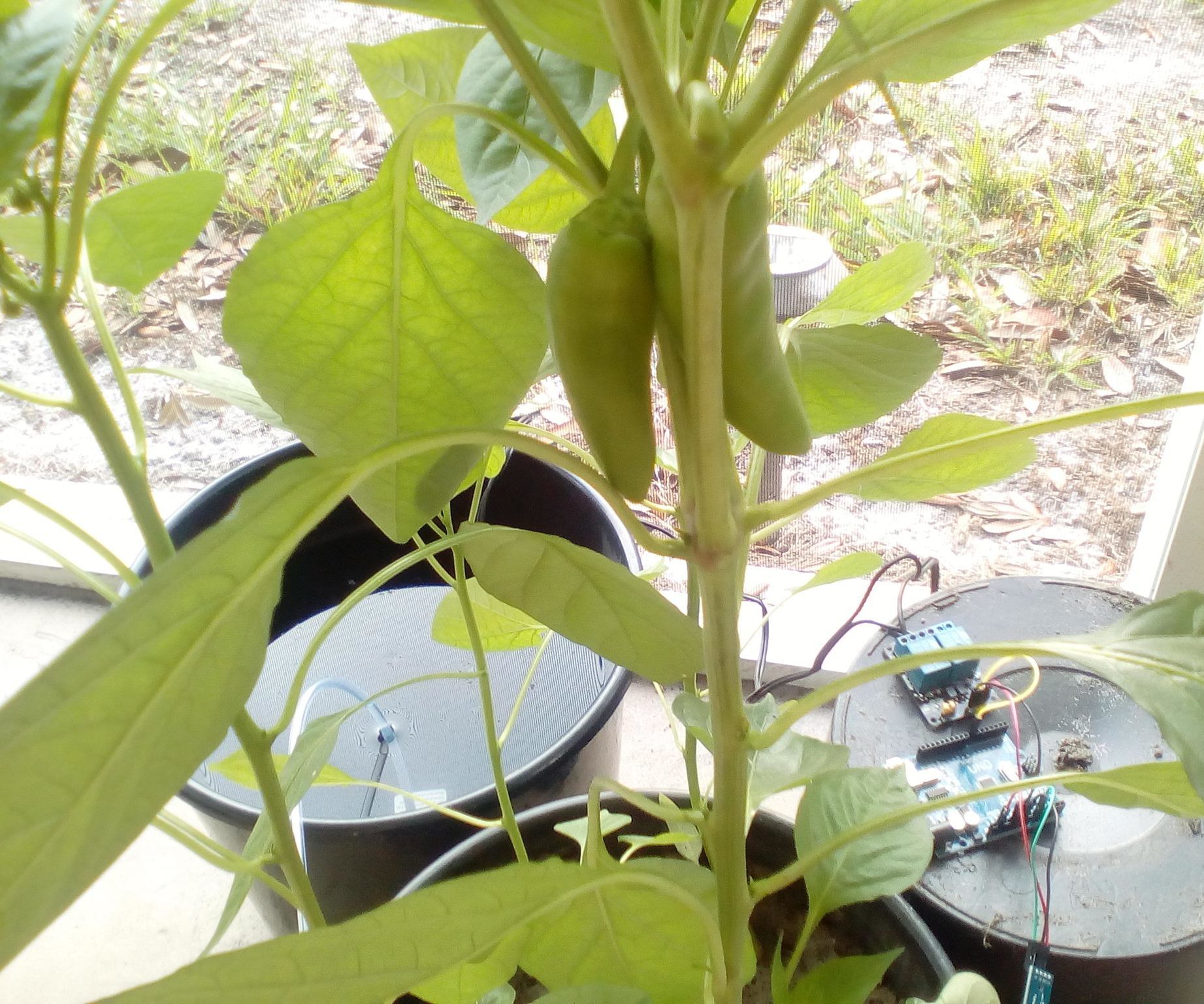 Lazy Man's Automatic Plant Watering Robot : 4 Steps (with Pictures ...