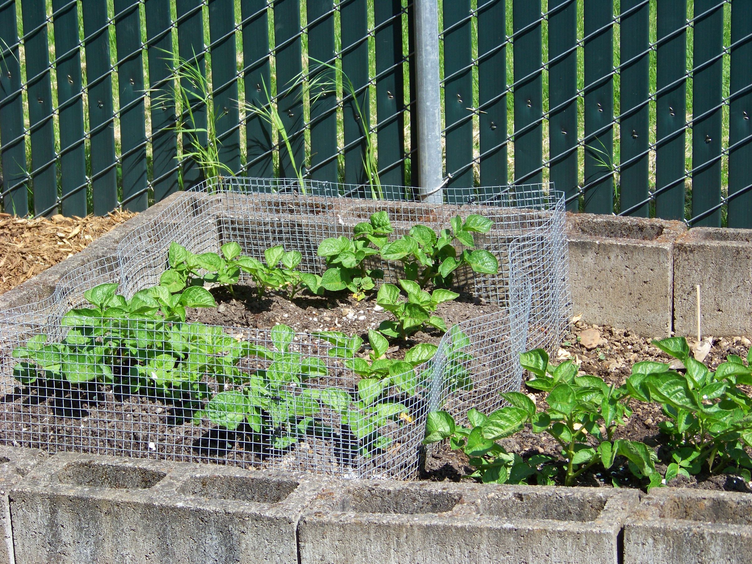 Mole-proof Potato Cage : 6 Steps - Instructables