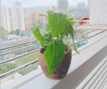 Cardboard to Plant Pots by Recycling Waste Paper Into Environment ...
