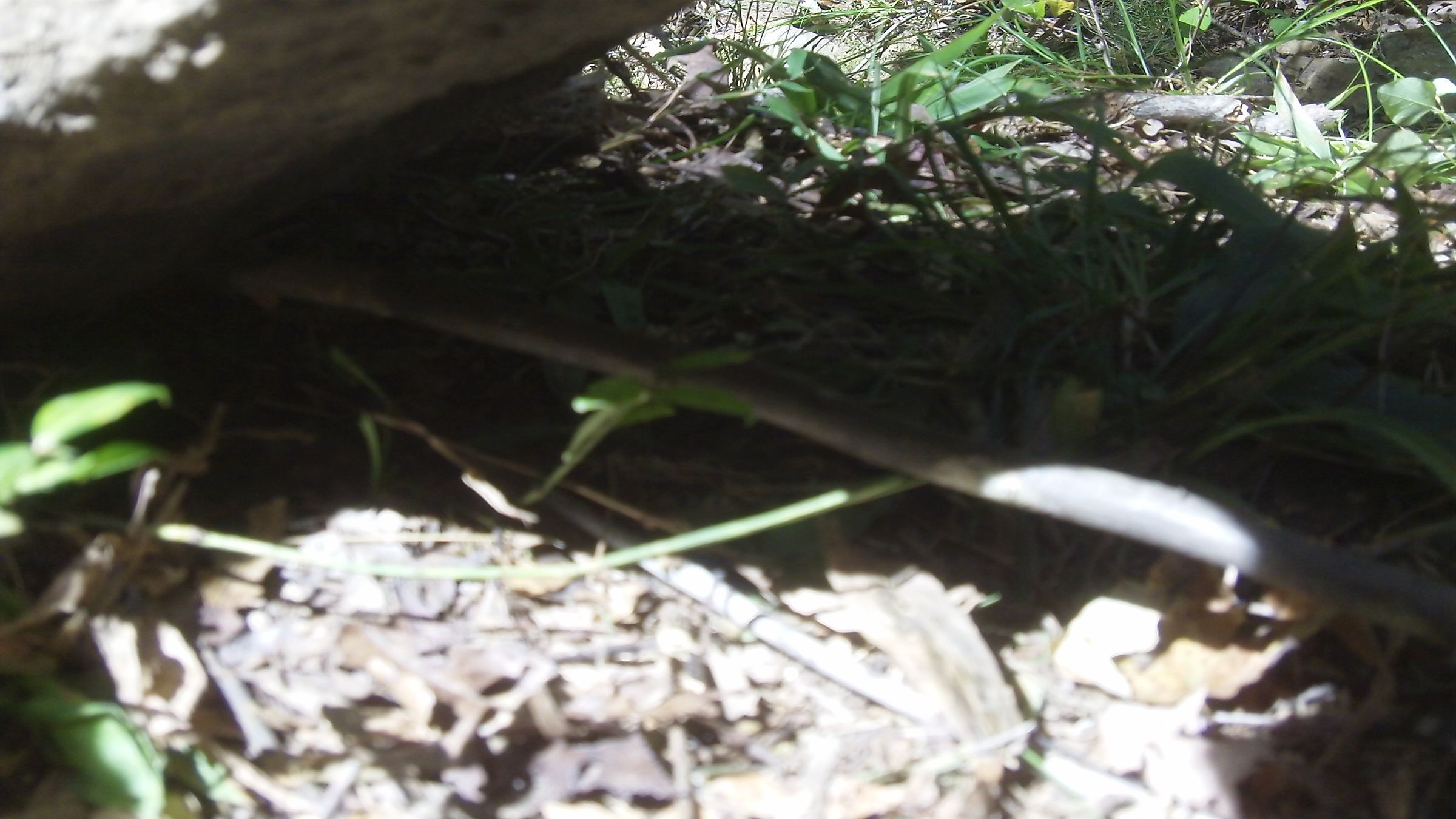 Paiute Deadfall Trap : 6 Steps - Instructables