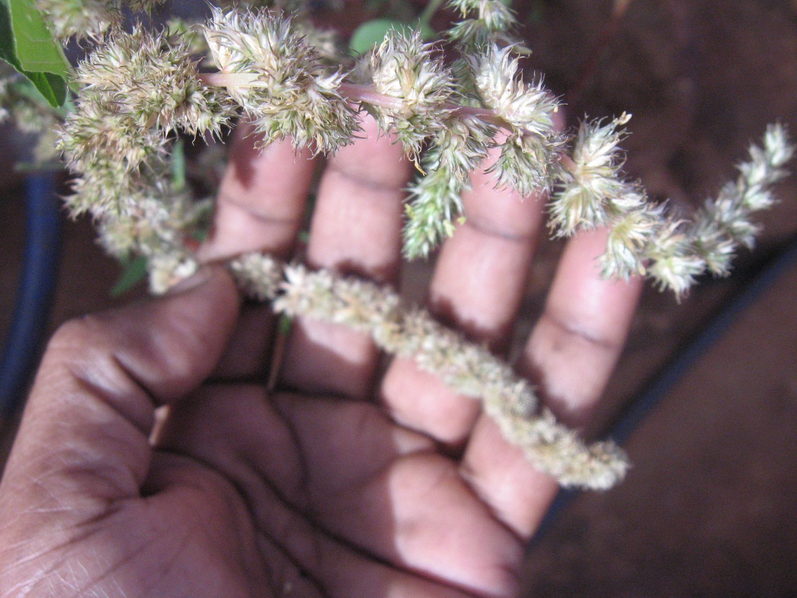 How to Grow Amaranth From Stems and Collect Seeds : 5 Steps (with ...